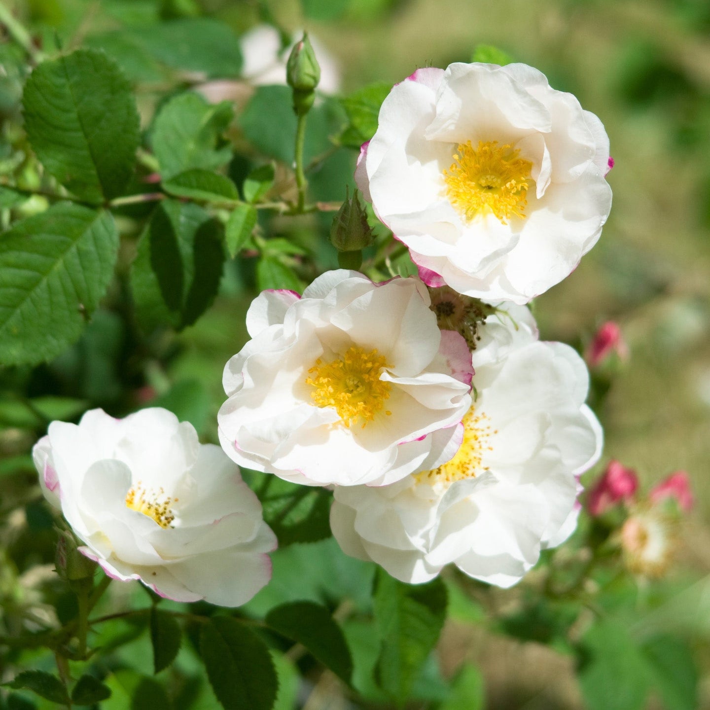 Hebe’s Lip | Old Rose | David Austin Roses
