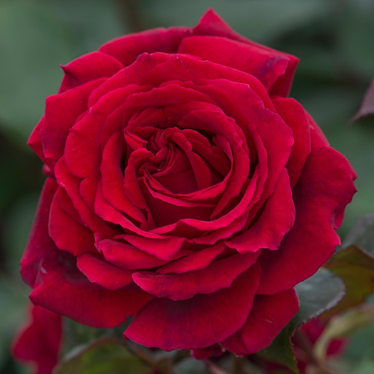 Velvet Fragrance | Hybrid Tea | David Austin Roses