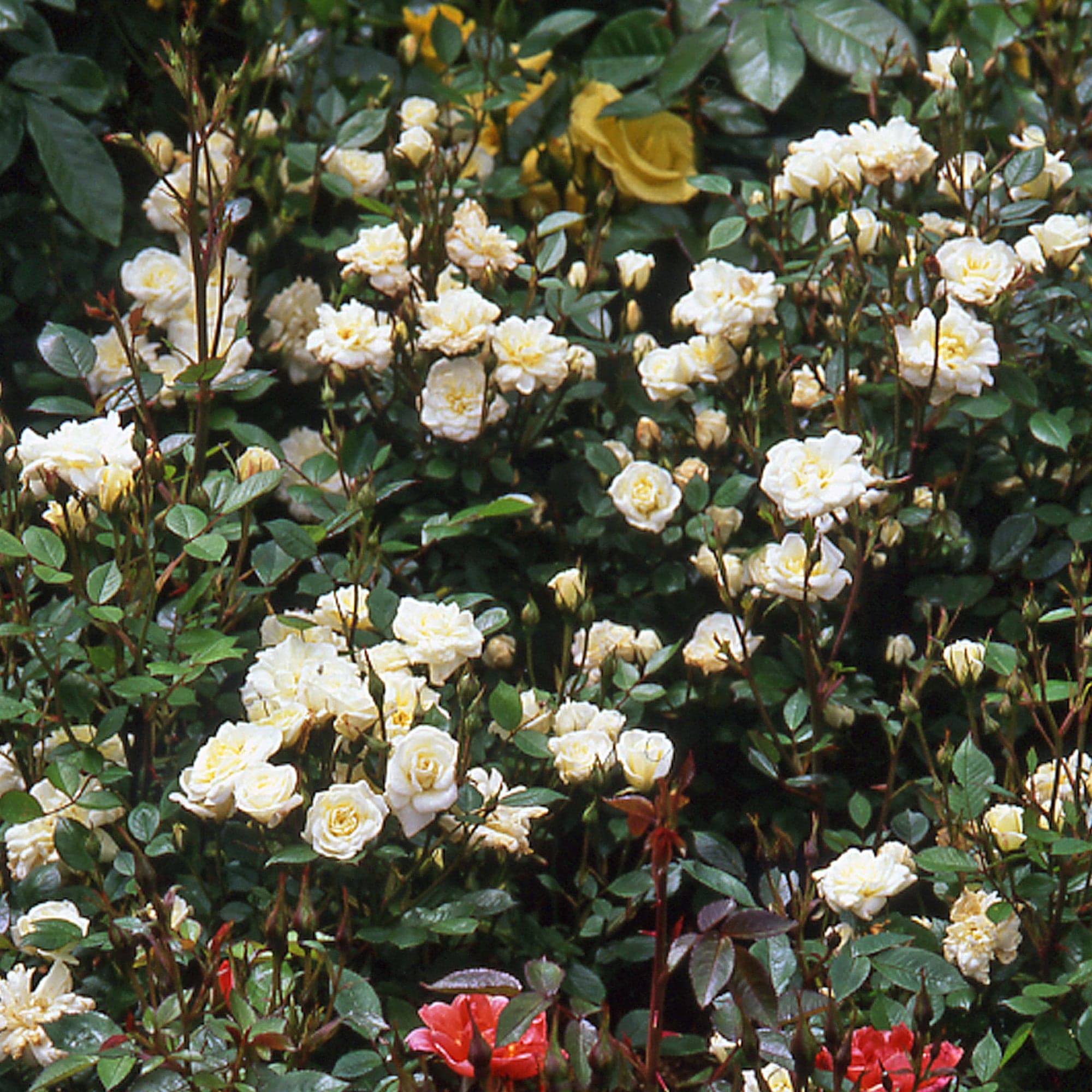 Pour Toi | Miniature Rose | David Austin Roses