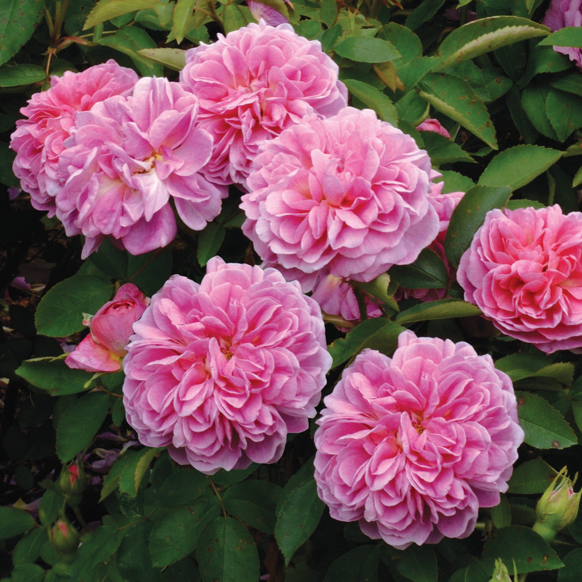 The Countryman (Ausman) | English Shrub Rose | David Austin Roses