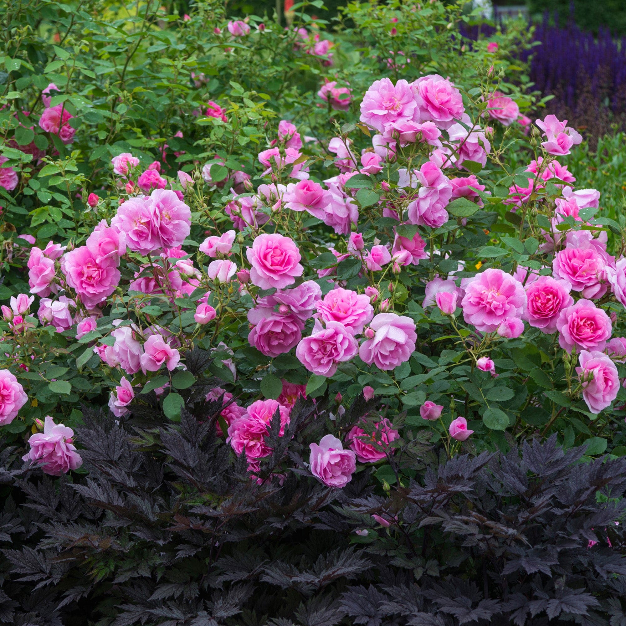Cariad (Auspanier) | English Shrub Rose | David Austin Roses