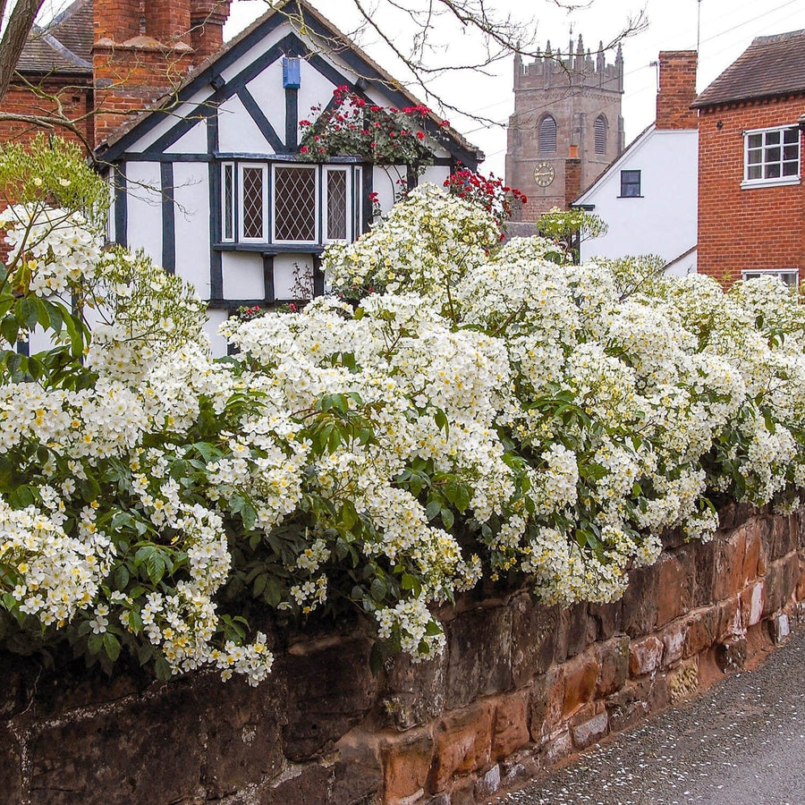 R. filipes ‘Kiftsgate’ | Rambling Rose | David Austin Roses