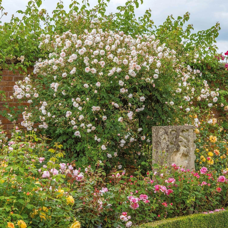 The Albrighton Rambler | English Rambling Rose | David Austin Roses