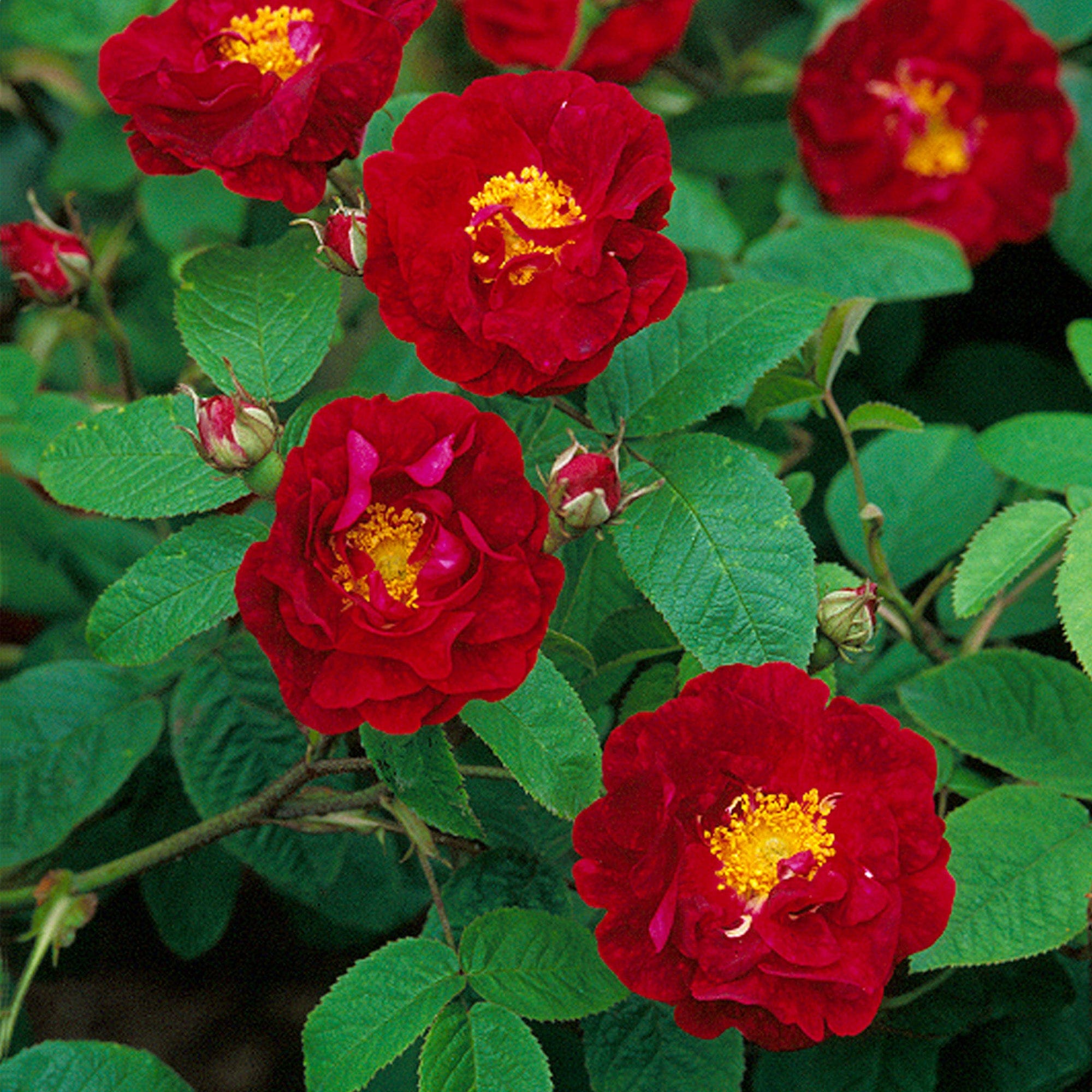 Alain Blanchard | Old Rose | David Austin Roses