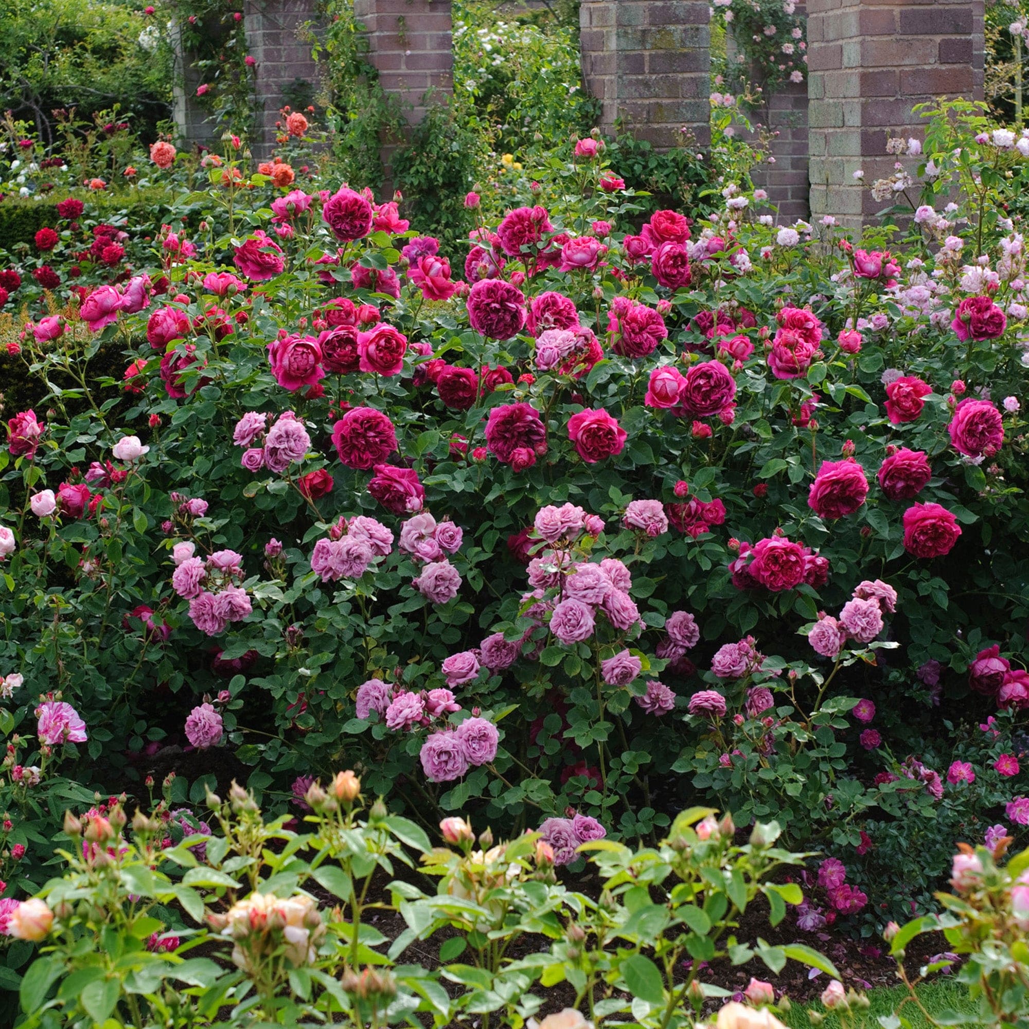 Magenta | Shrub Rose | David Austin Roses