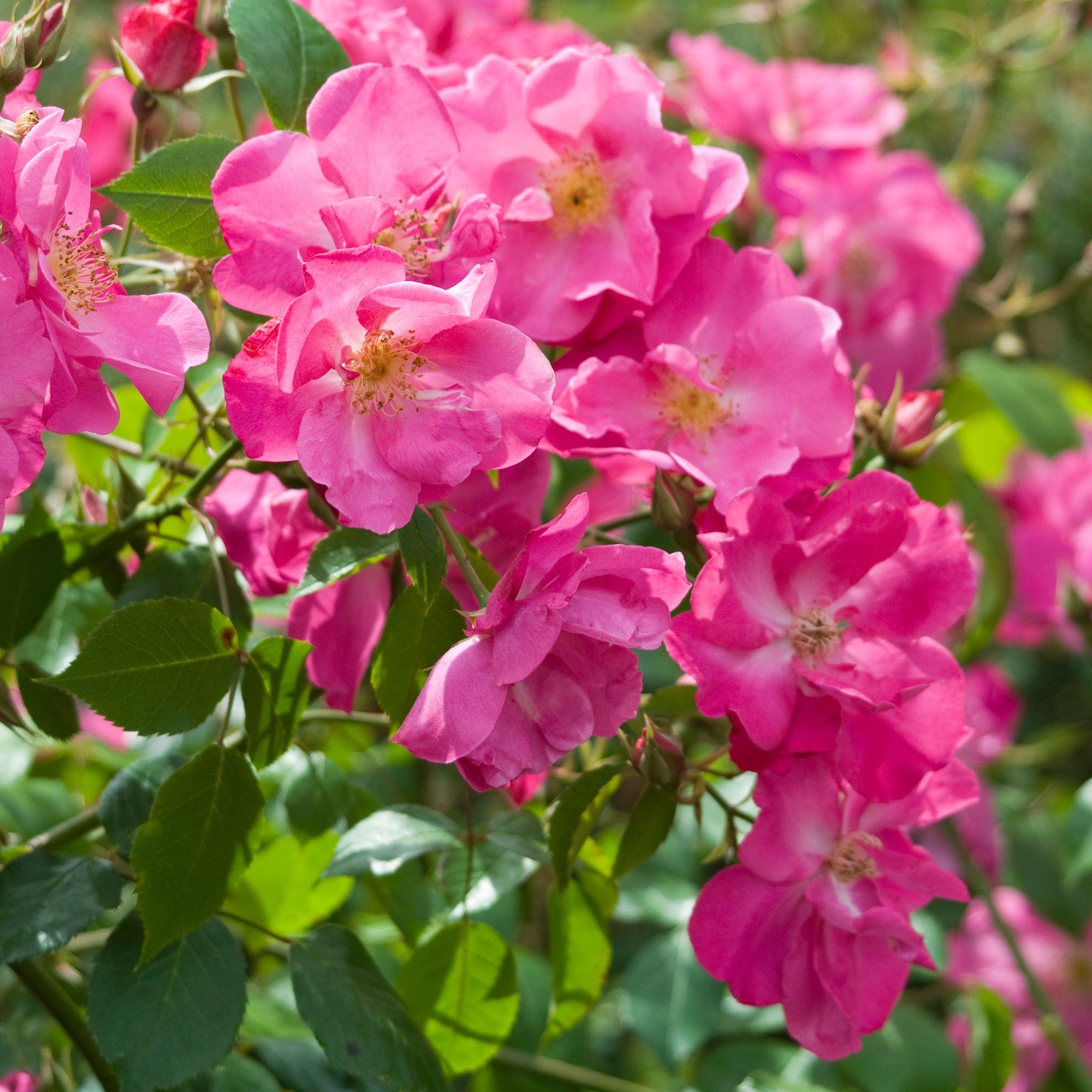 Vanity | Shrub Rose | David Austin Roses