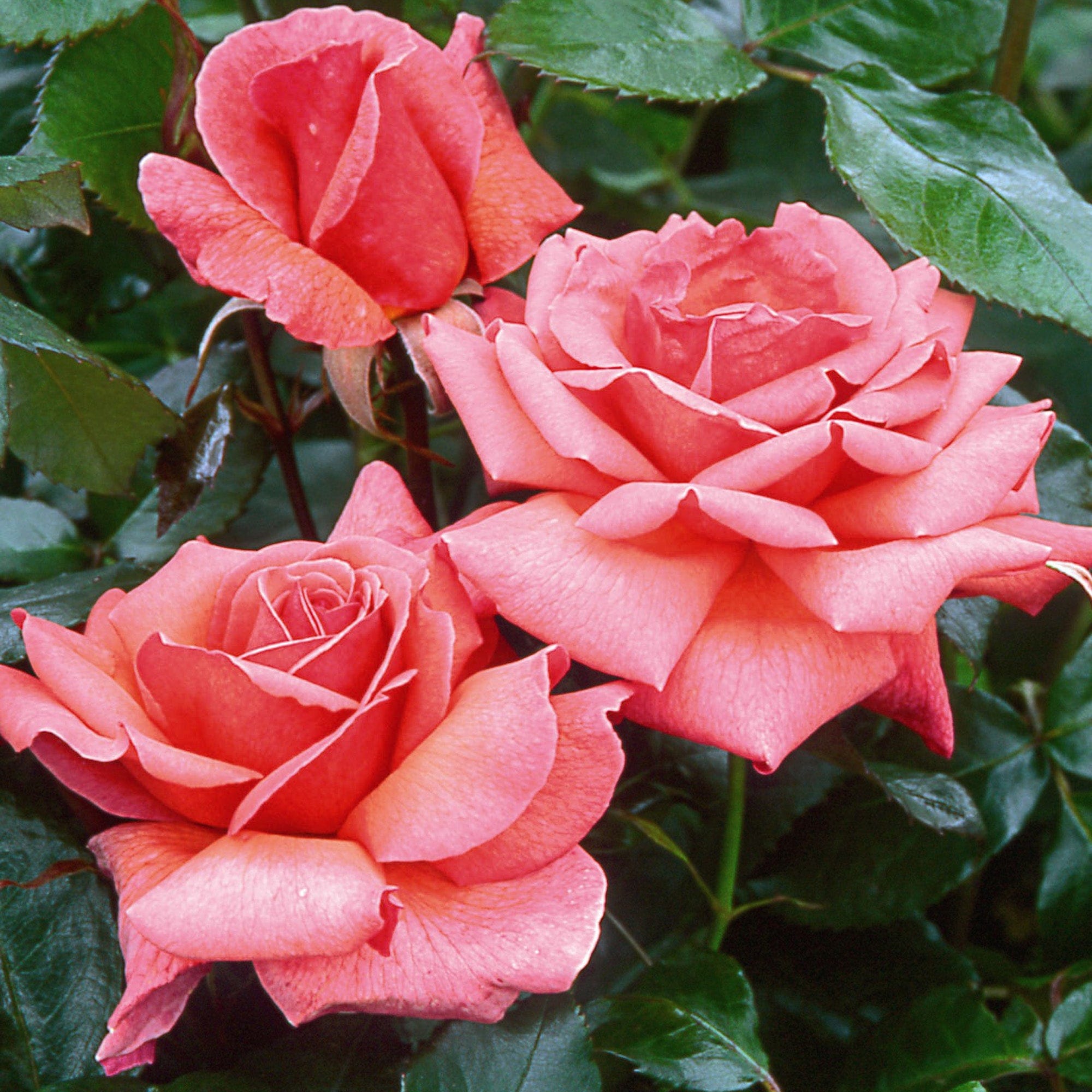 Braveheart | Floribunda | David Austin Roses