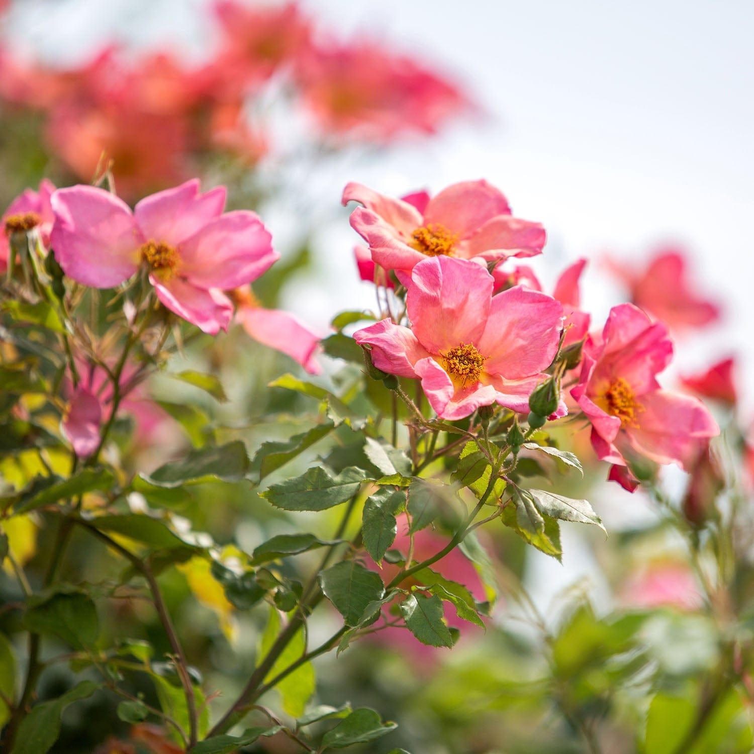 Morning Mist | English Shrub Rose | David Austin Roses