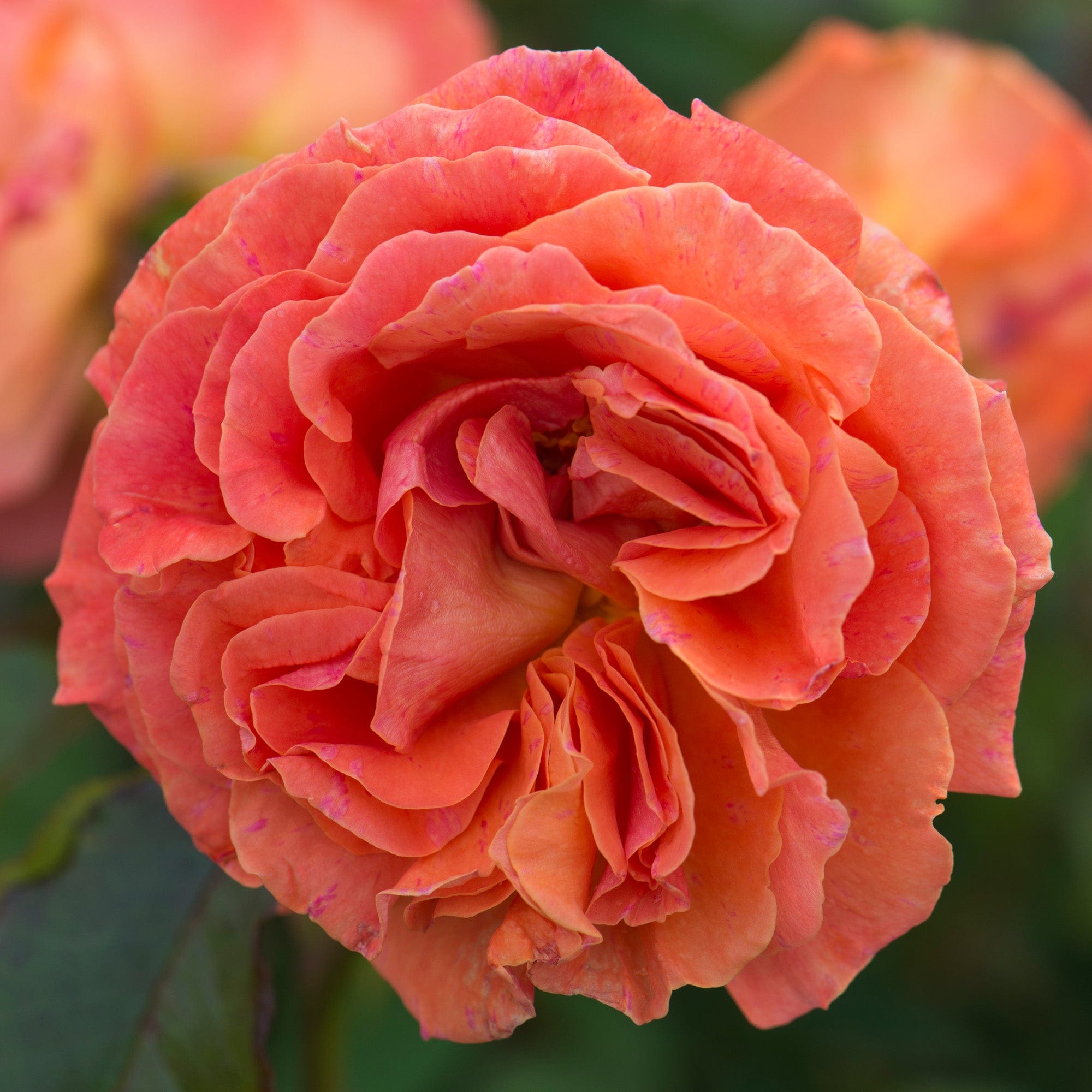 Tatton | Floribunda | David Austin Roses