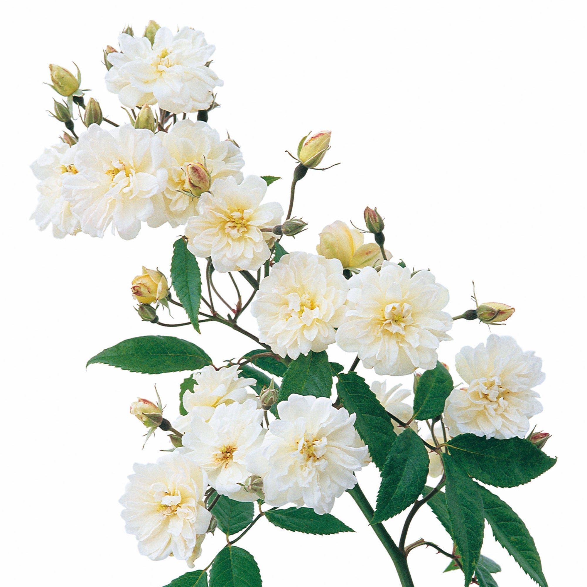 Snow Goose | English Rambling Rose | David Austin Roses