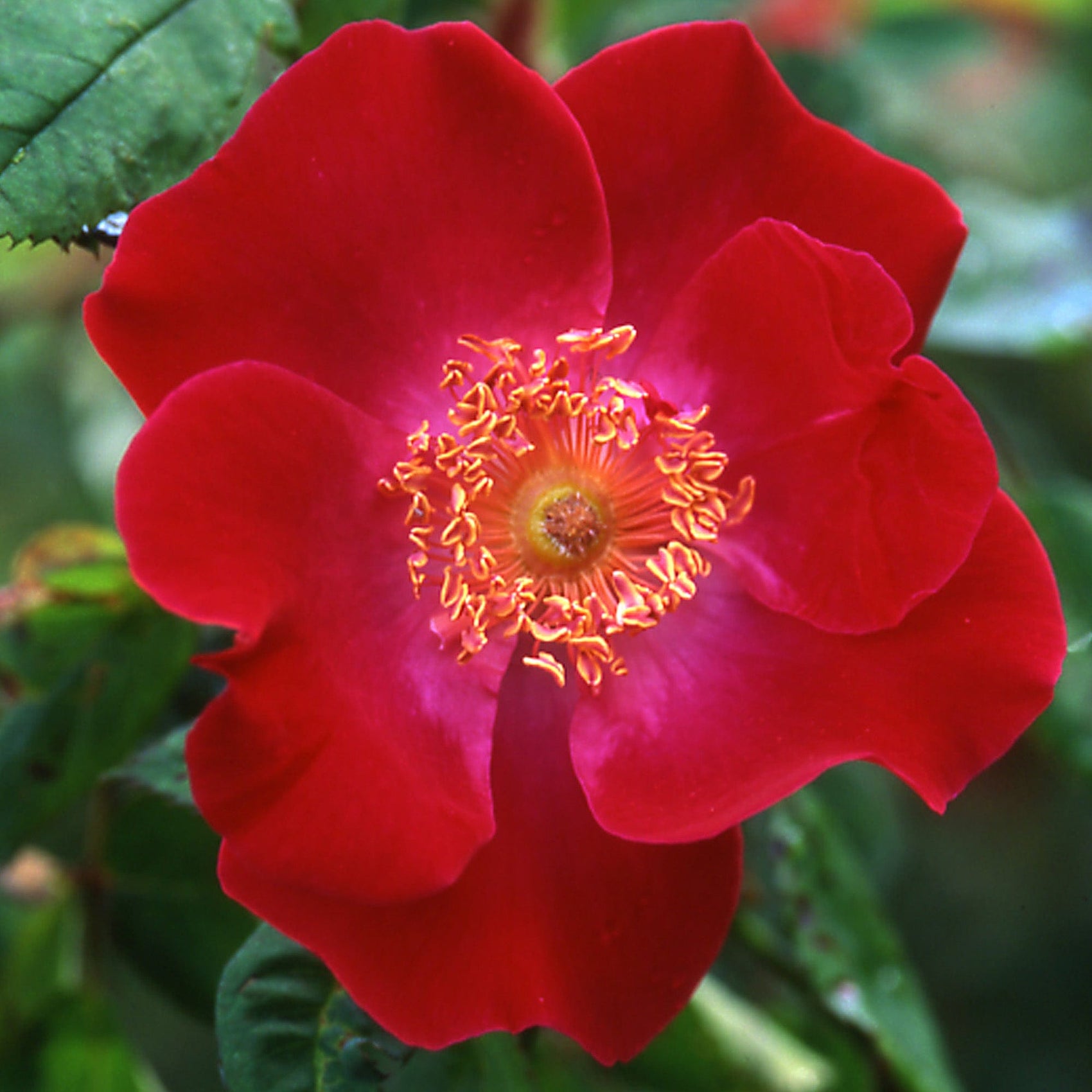 Eddie’s Jewel | Shrub Rose | David Austin Roses