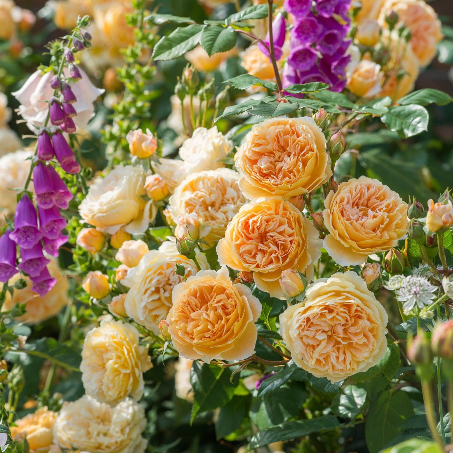 Crown Princess Margareta (Auswinter) | English Shrub Rose | David ...