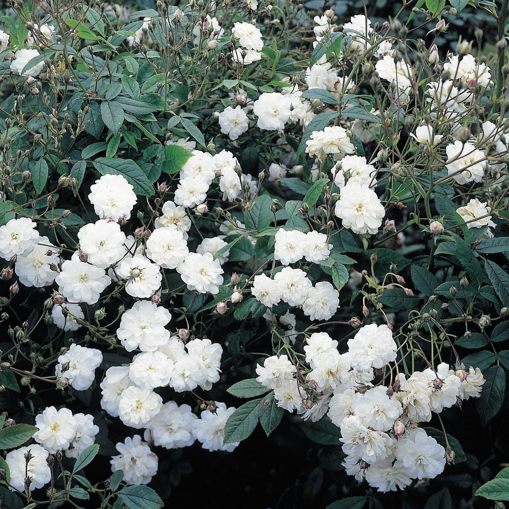 Francine Austin (Ausram) | English Shrub Rose | David Austin Roses