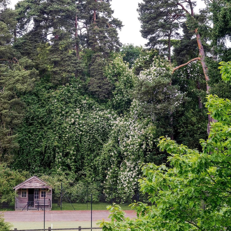 R. filipes ‘Kiftsgate’ | Rambling Rose | David Austin Roses