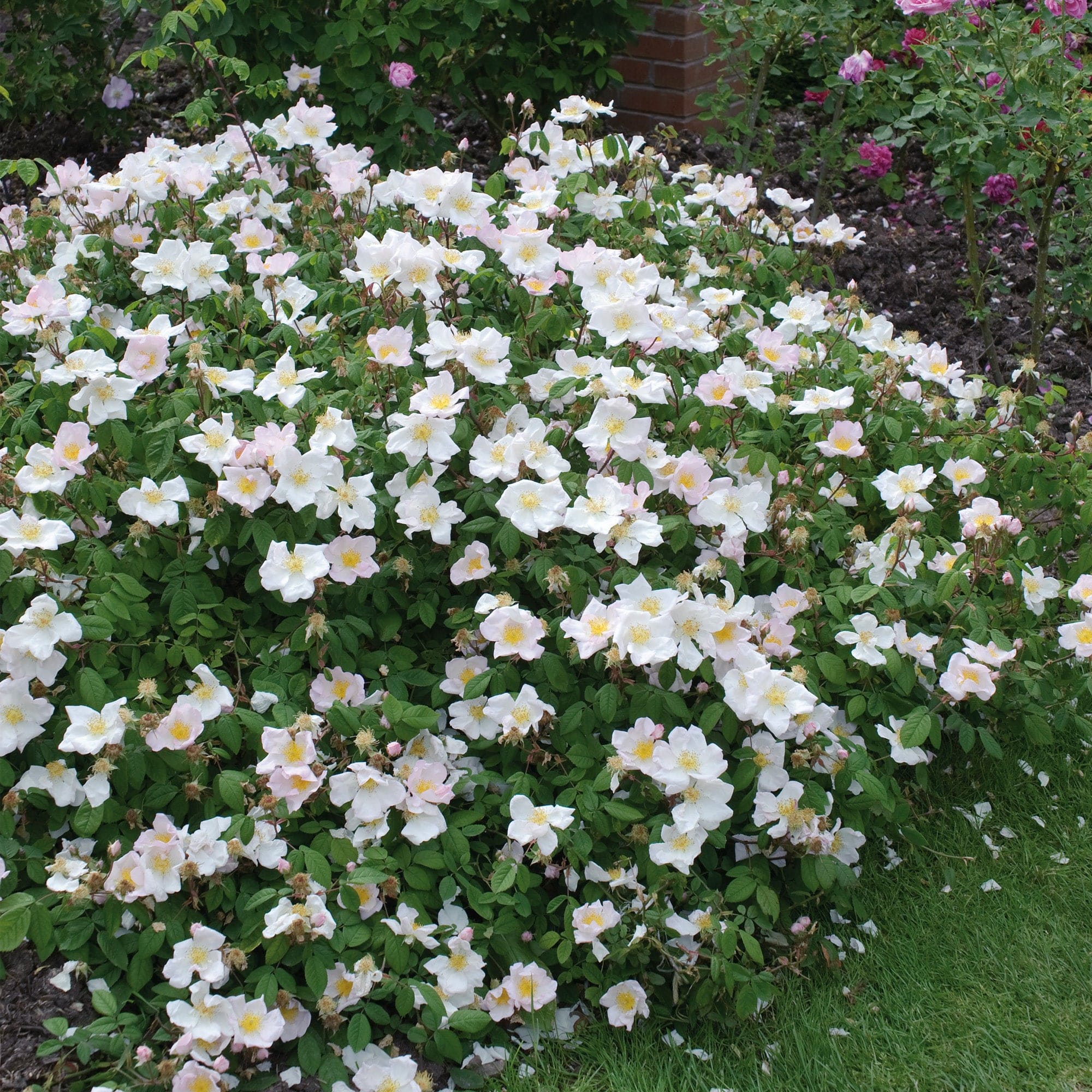 R. x richardii | Wild Rose | David Austin Roses