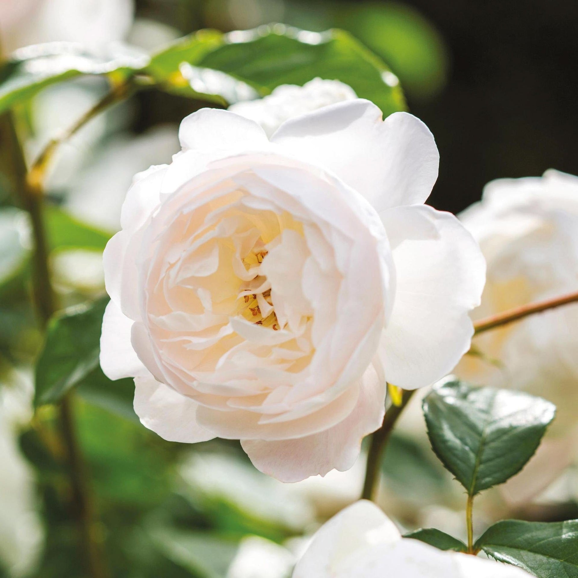 Desdemona (Auskindling) | English Shrub Rose | David Austin Roses
