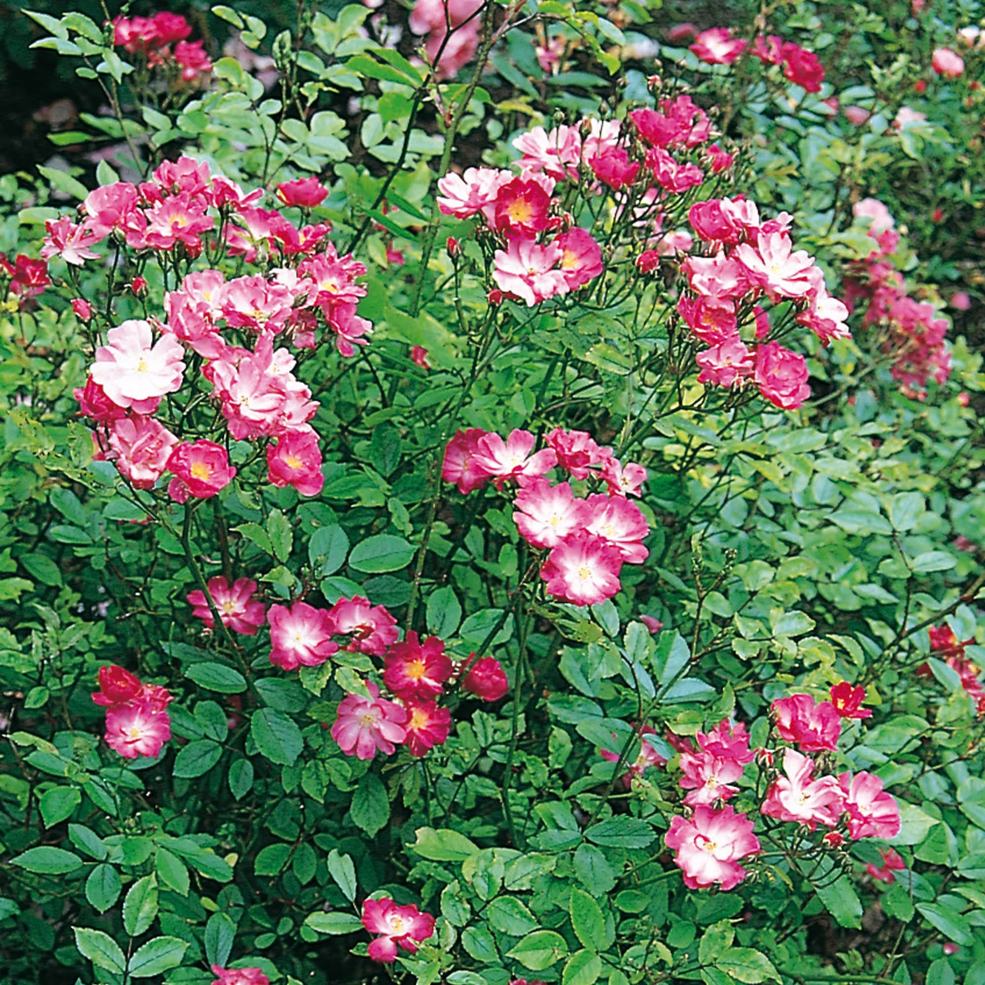 Yesterday | Dwarf Polyantha | David Austin Roses