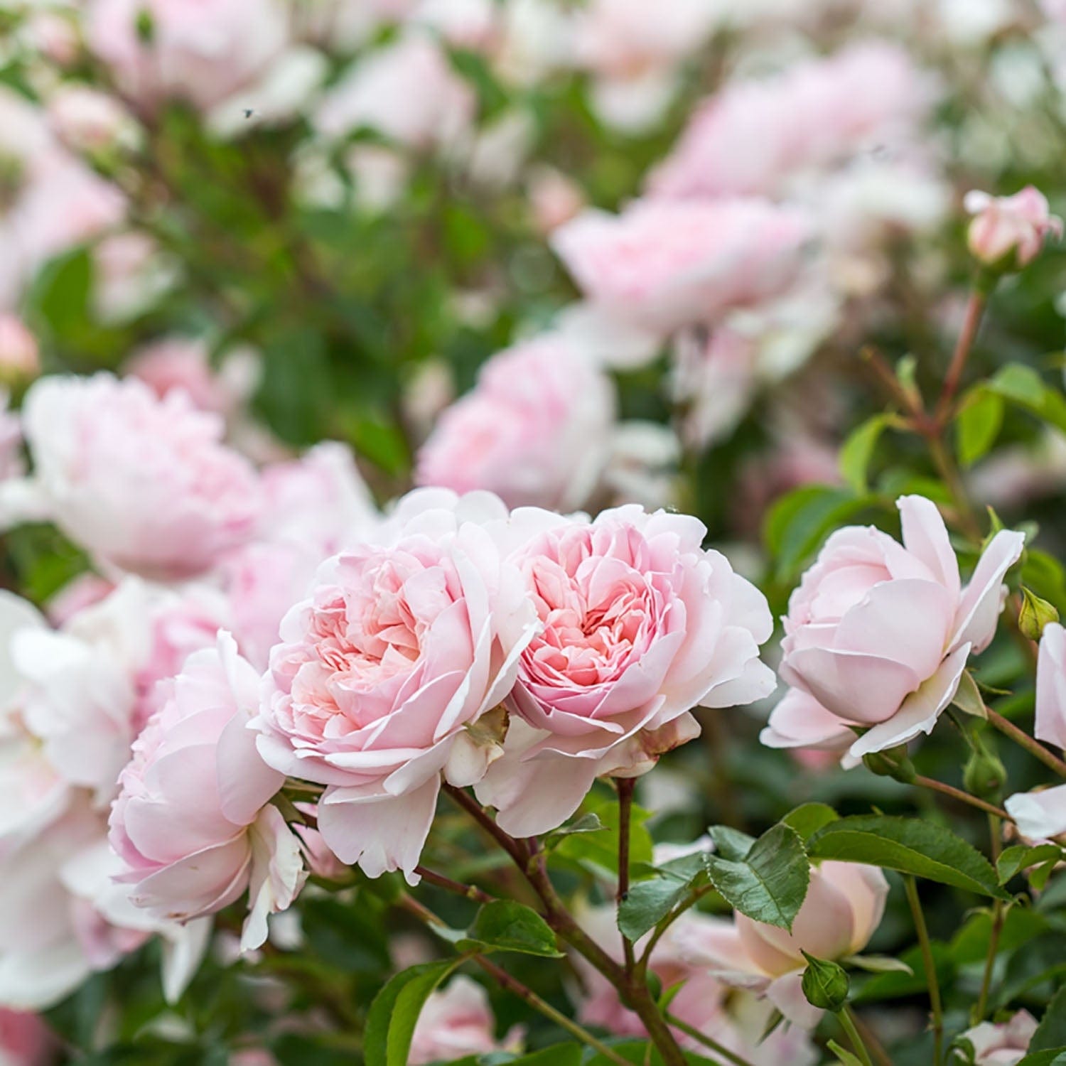 Wildeve | English Shrub Rose | David Austin Roses