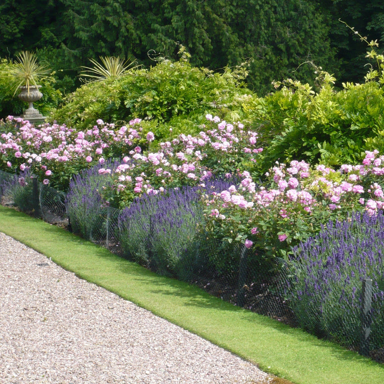 The Mayflower (Austilly) | English Shrub Rose | David Austin Roses