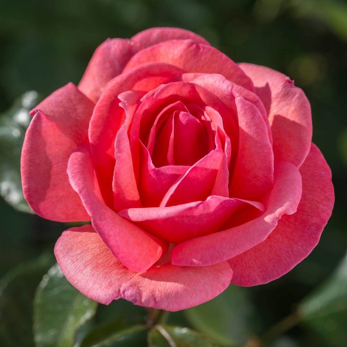 Braveheart | Floribunda | David Austin Roses