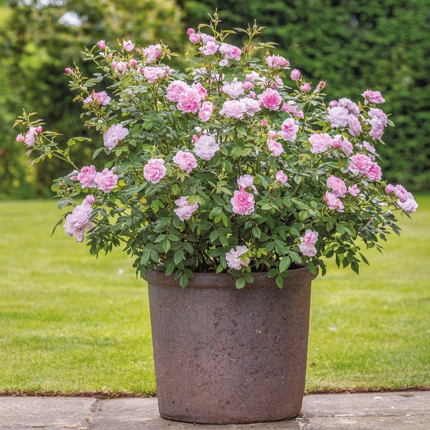 Sir Walter Scott | English Shrub Rose | David Austin Roses