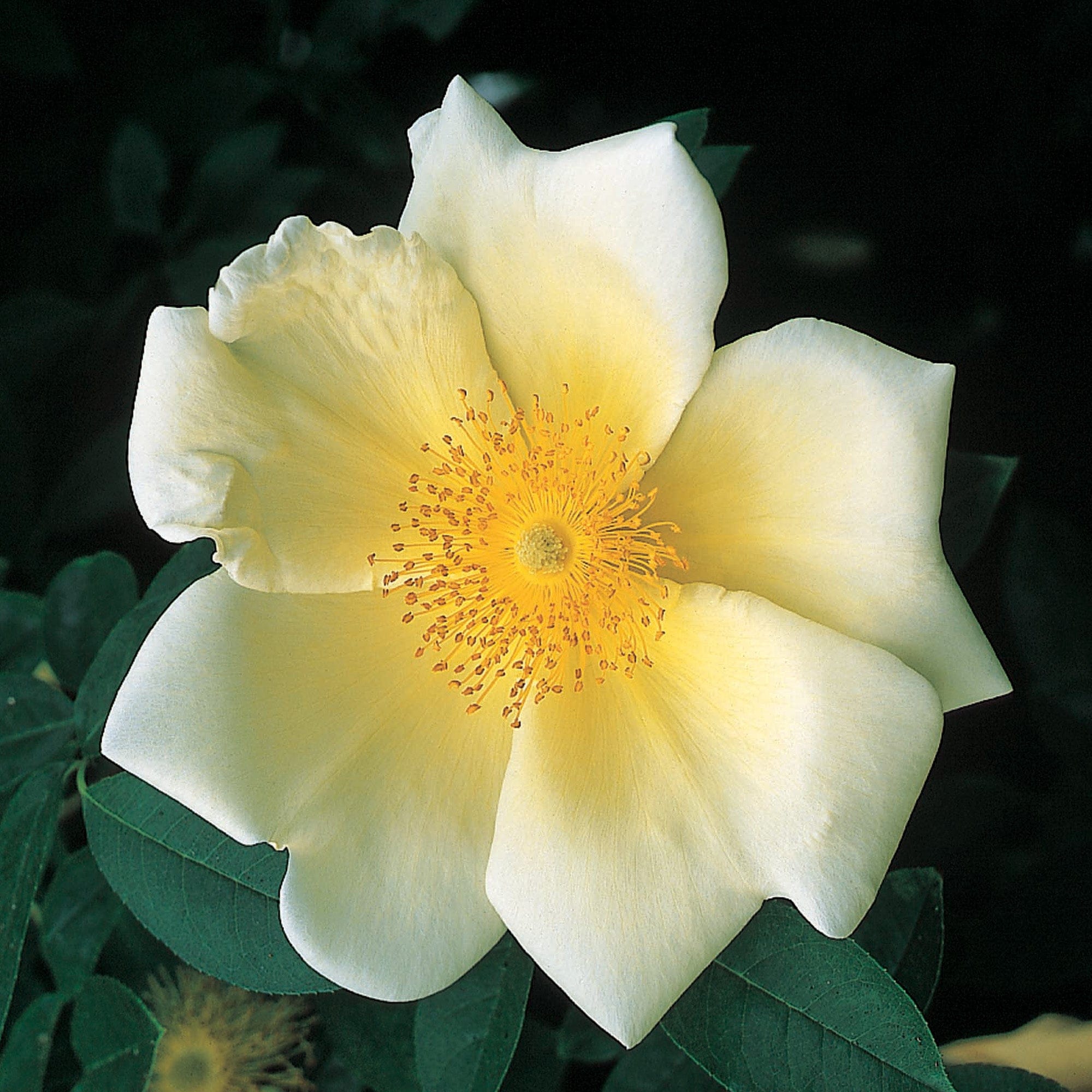 Mermaid | Climbing Rose | David Austin Roses