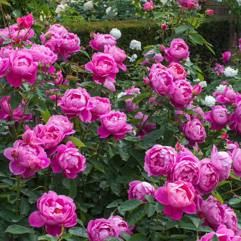 Royal Jubilee | English Shrub Rose | David Austin Roses