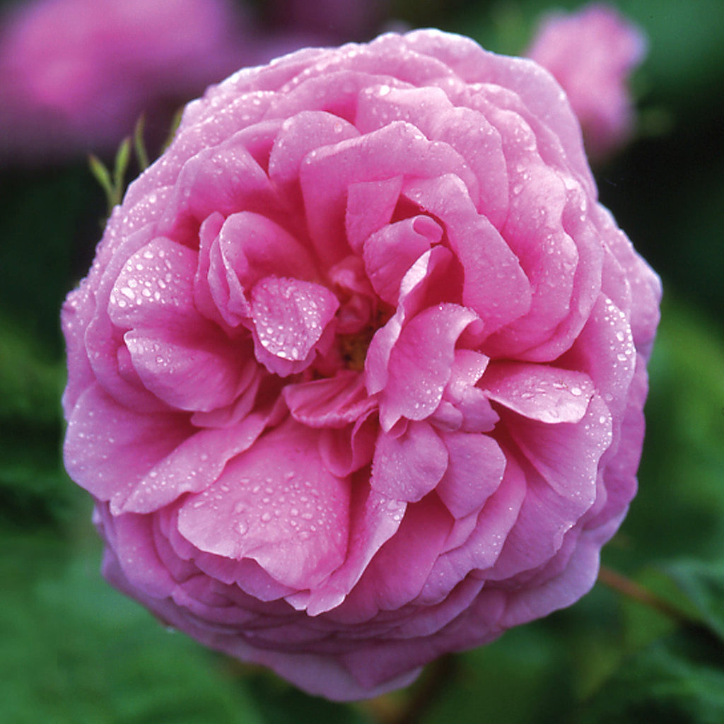 Bullata | Old Rose | David Austin Roses