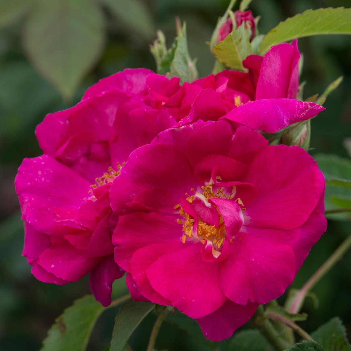 Portland Rose | Old Rose | David Austin Roses
