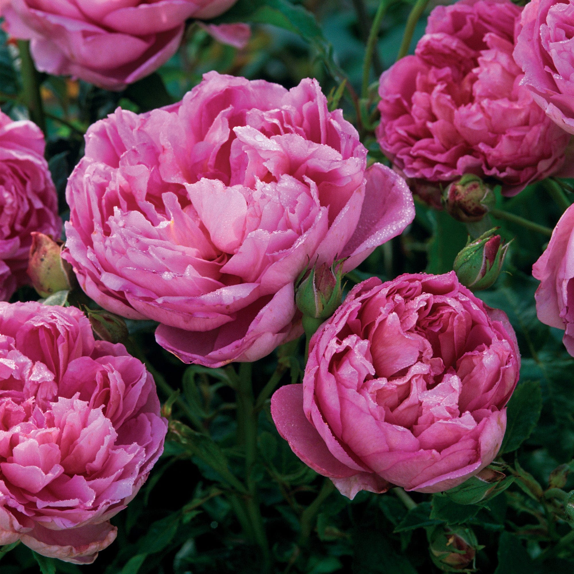 The Ingenious Mr. Fairchild (Austijus) | English Shrub Rose | David ...