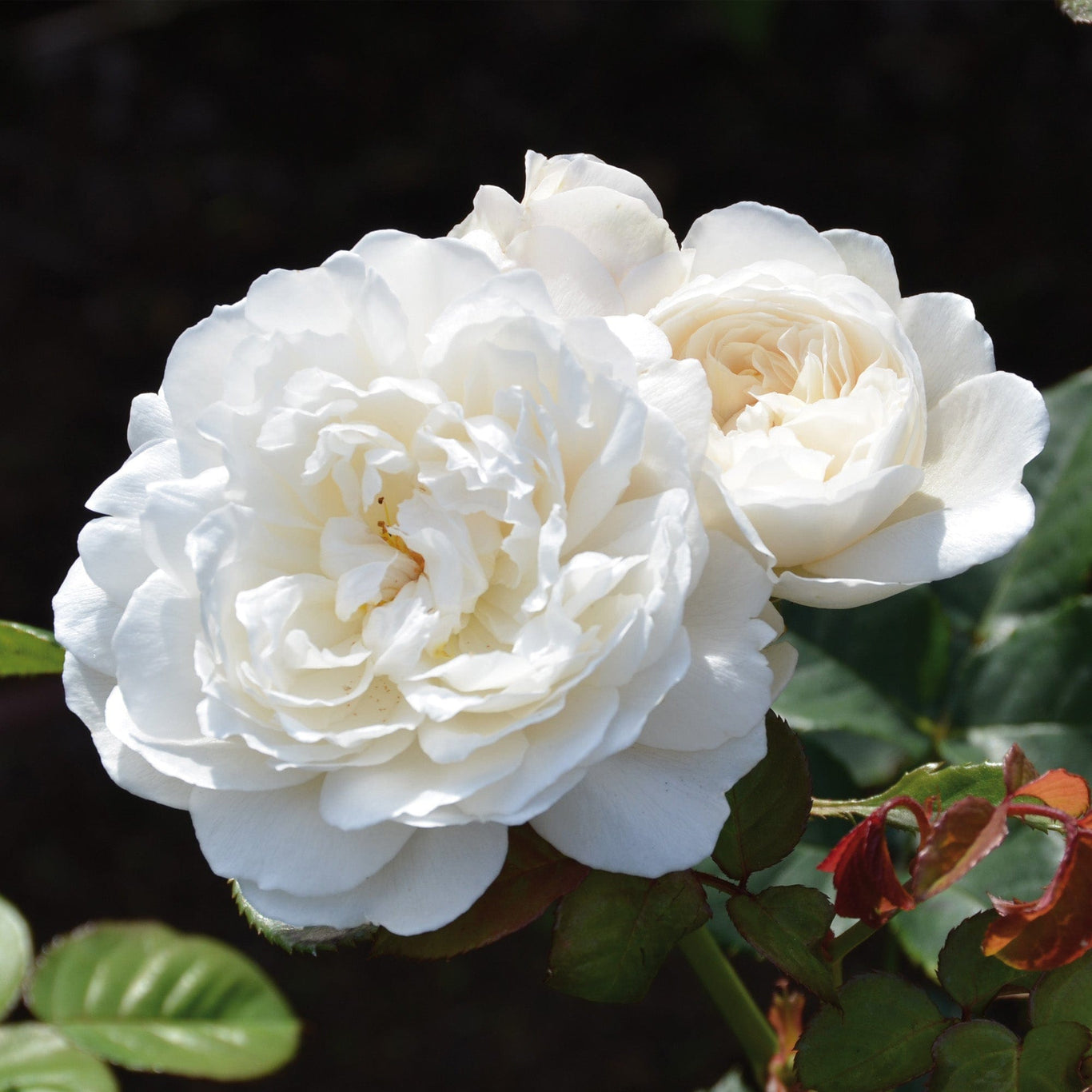 William and Catherine | English Shrub Rose | David Austin Roses