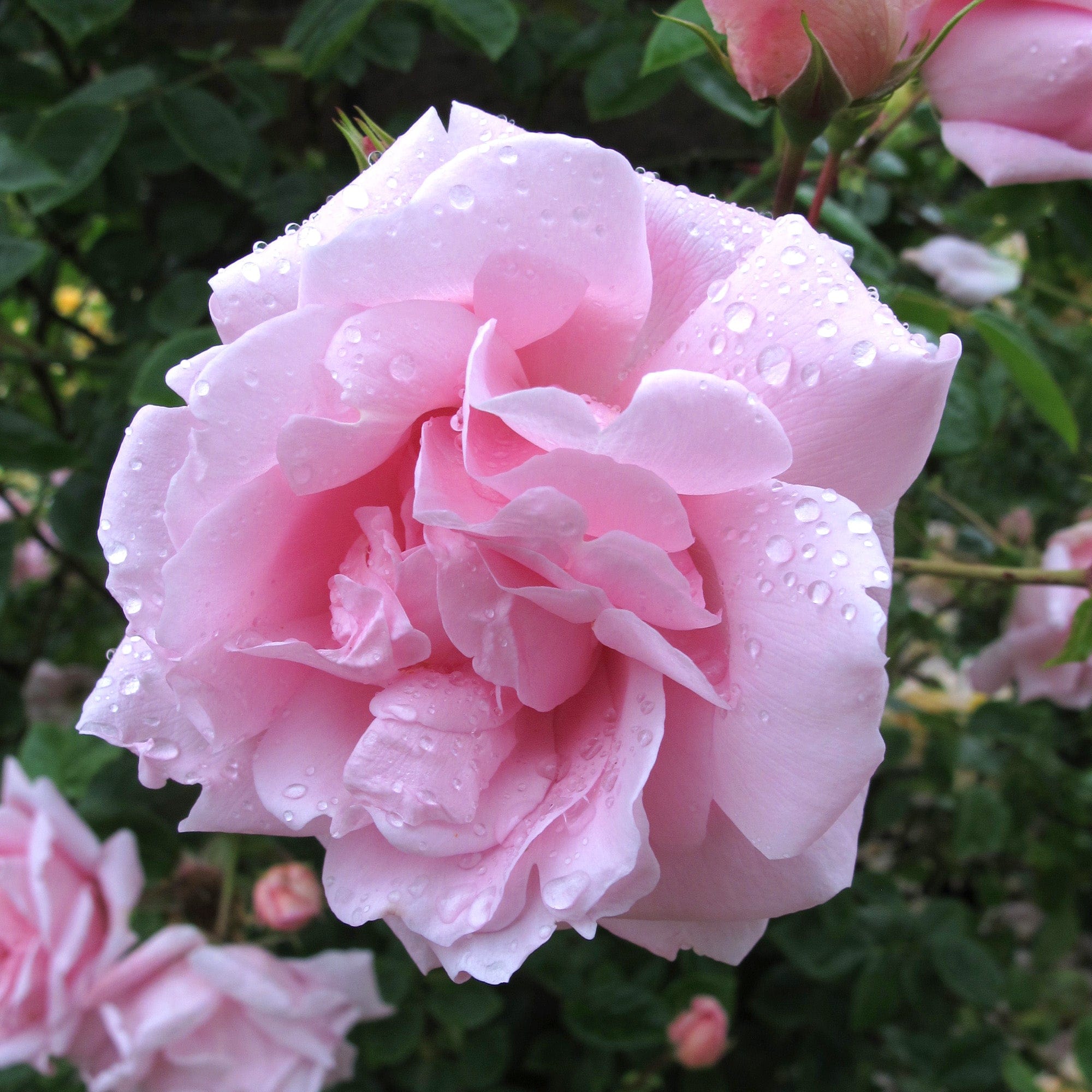 Alida Lovett | Rambling Rose | David Austin Roses
