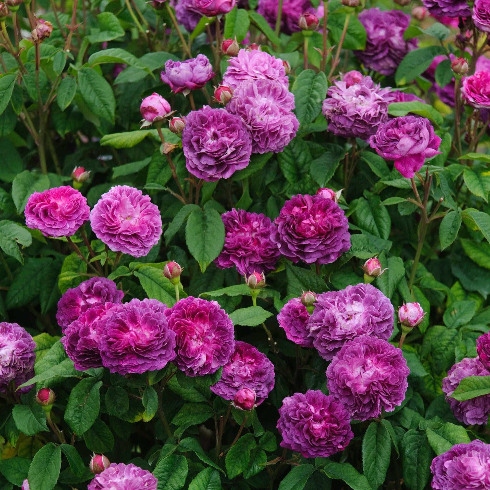 Hippolyte | Old Rose | David Austin Roses