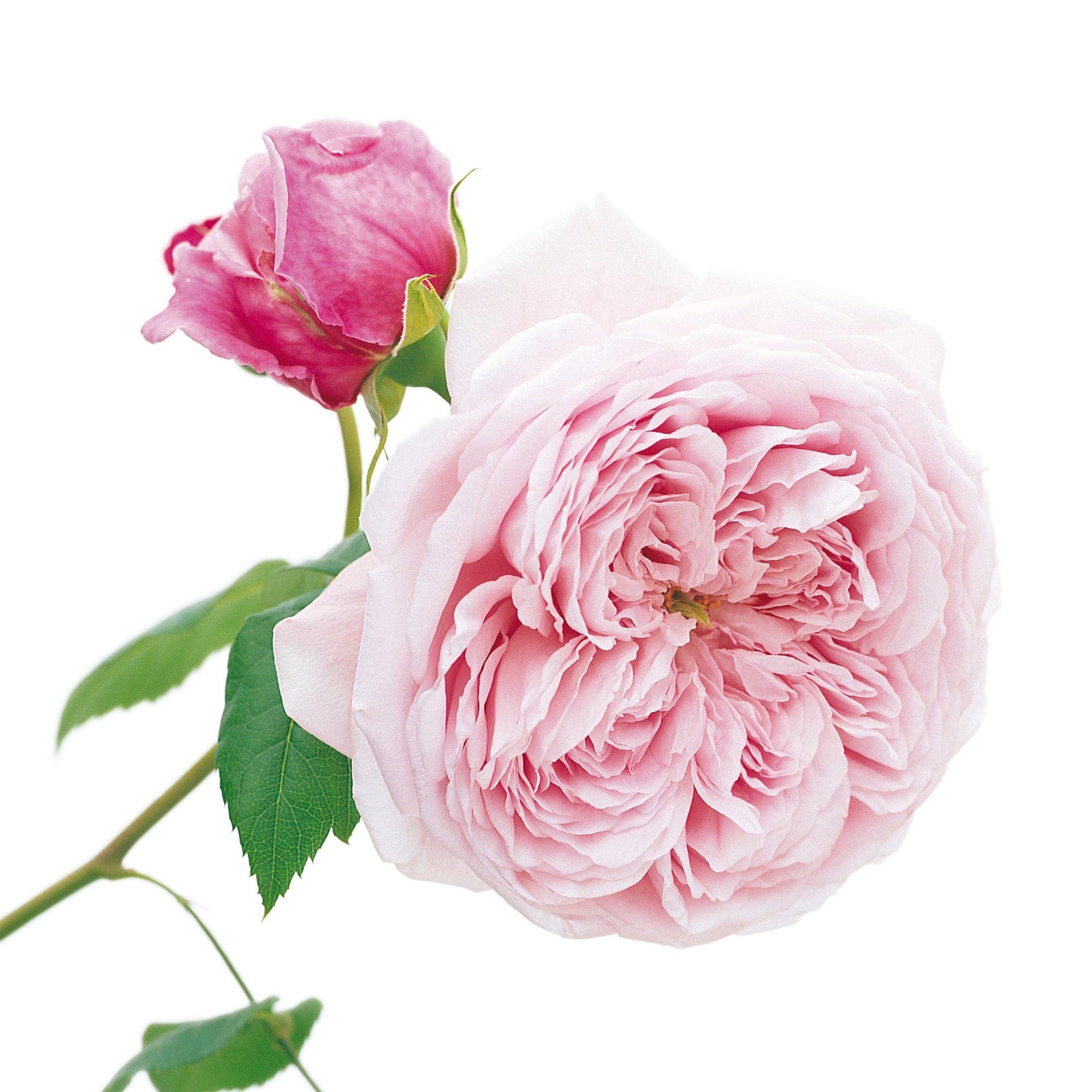 Spirit of Freedom (Ausbite) | English Shrub Rose | David Austin Roses