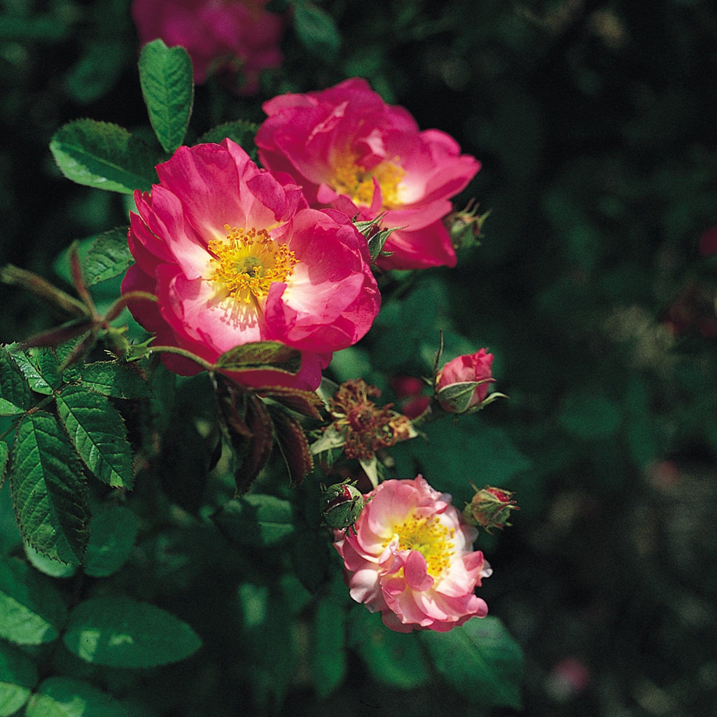 St. Nicholas | Old Rose | David Austin Roses