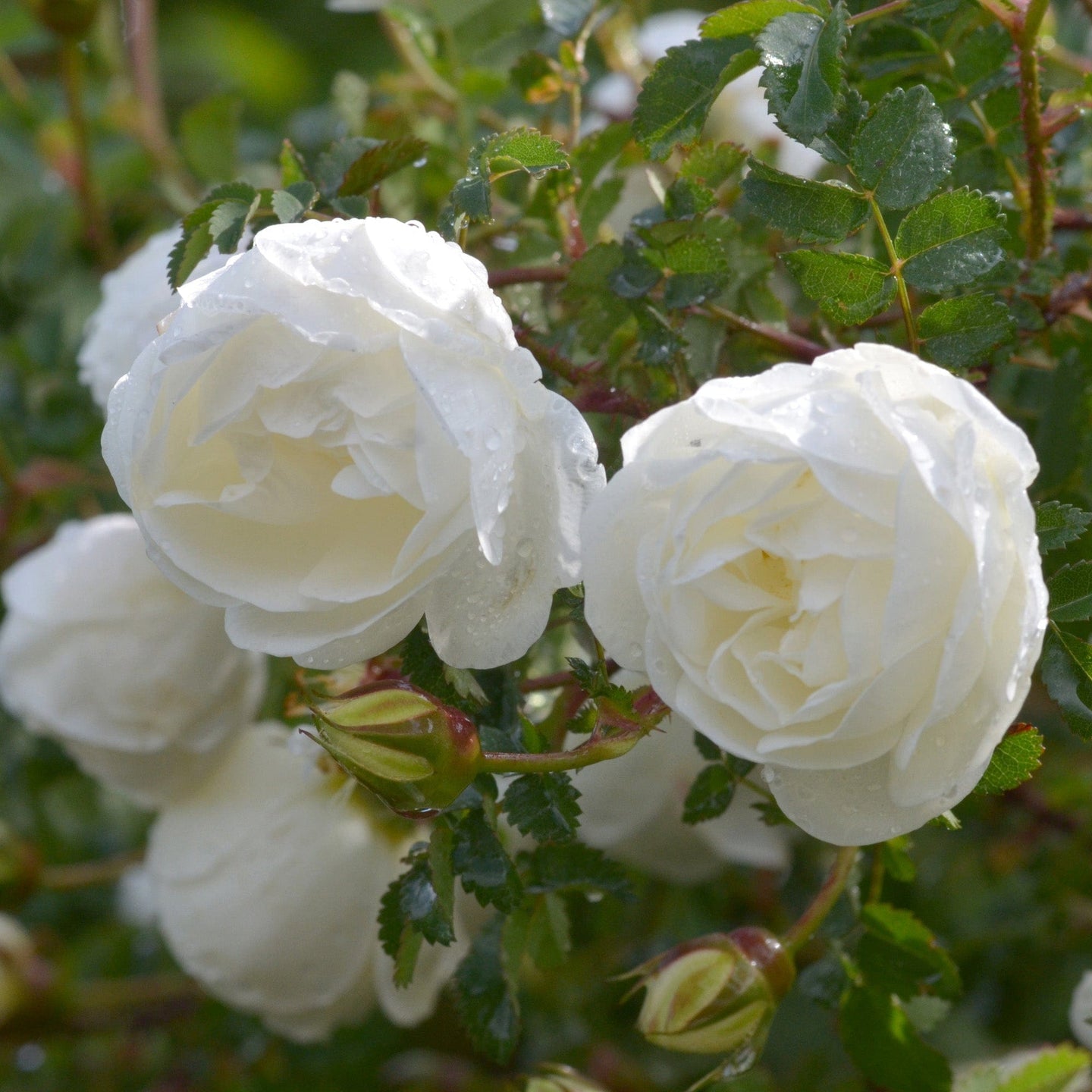 R. spin. ‘Double White' | Wild Rose | David Austin Roses