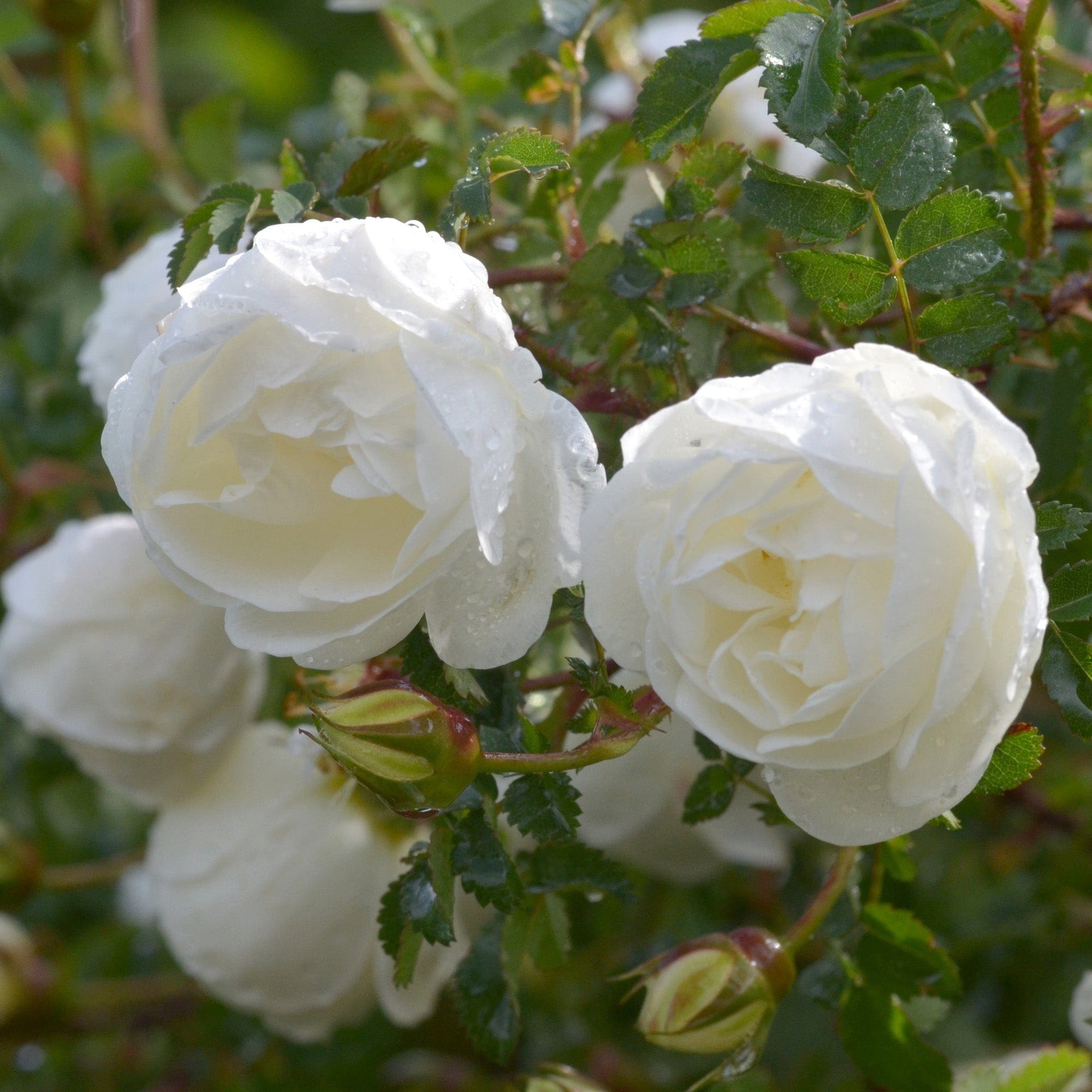 R. spin. ‘Double White' | Wild Rose | David Austin Roses