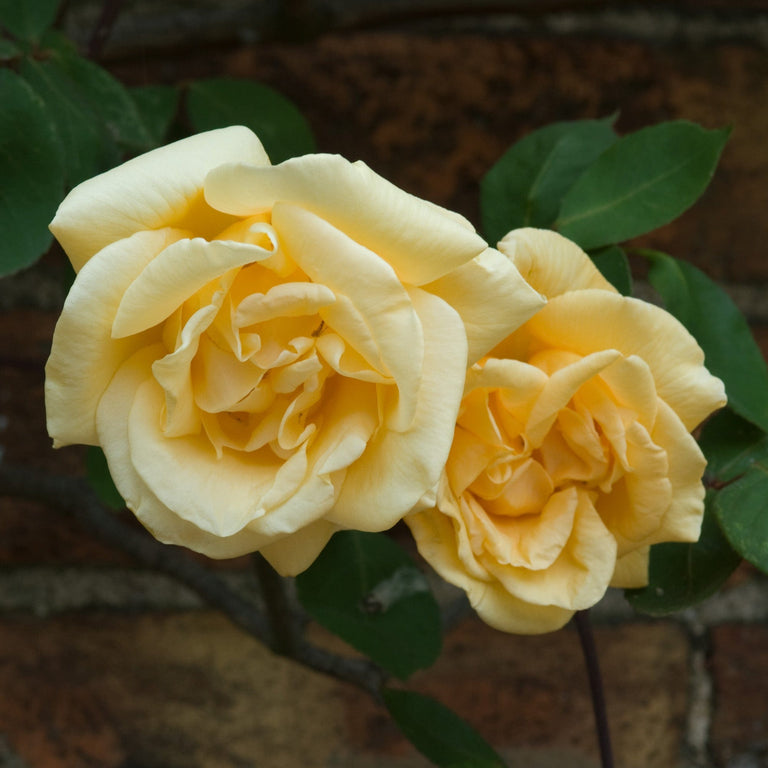 Lady Hillingdon | Climbing Rose | David Austin Roses