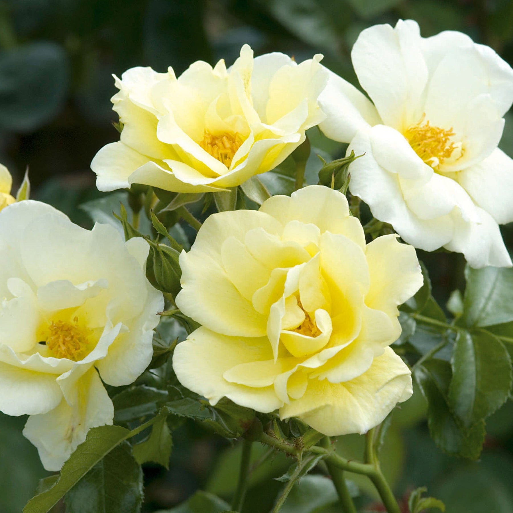 Bright Smile | Patio Rose | David Austin Roses