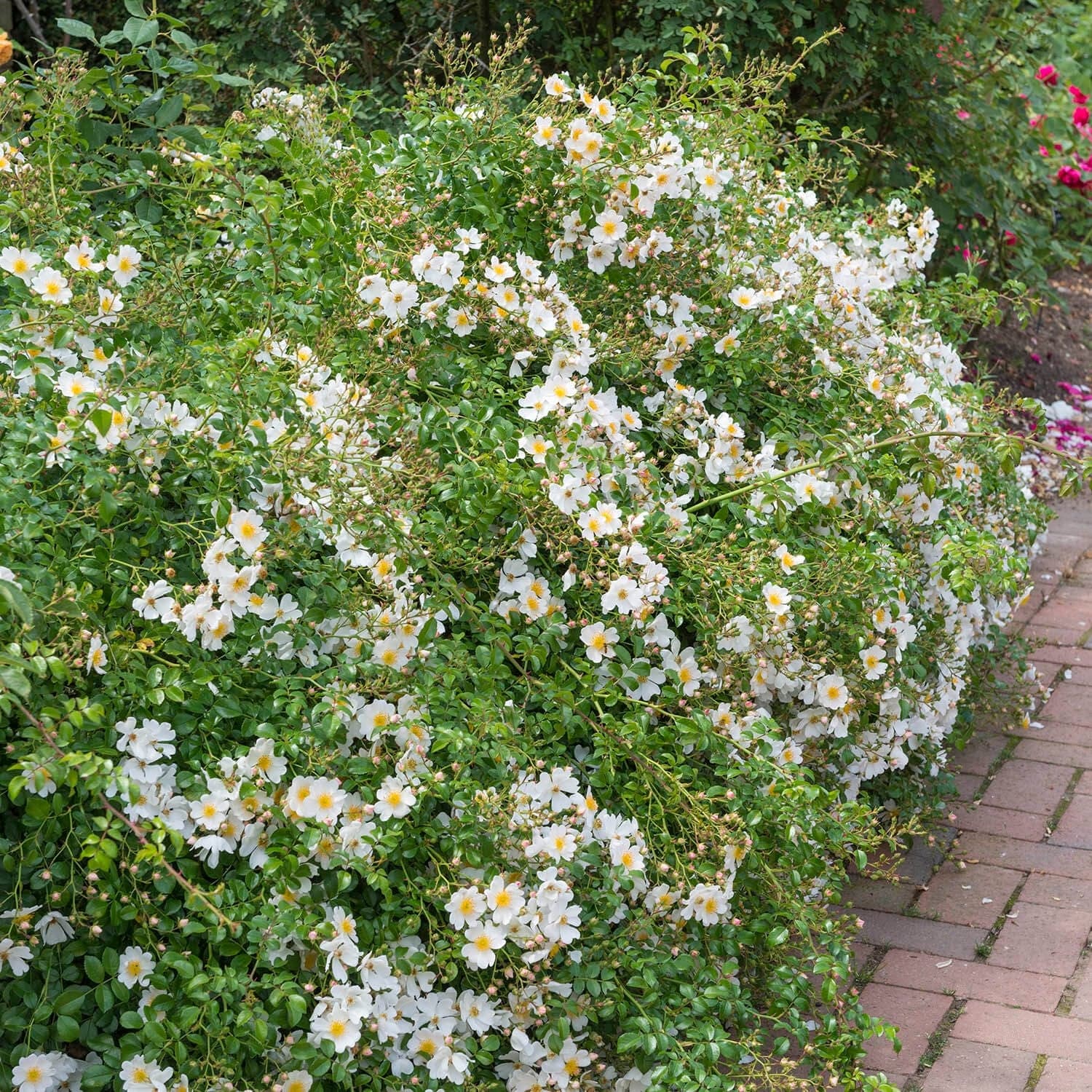 Partridge | Ground Cover Rose | David Austin Roses