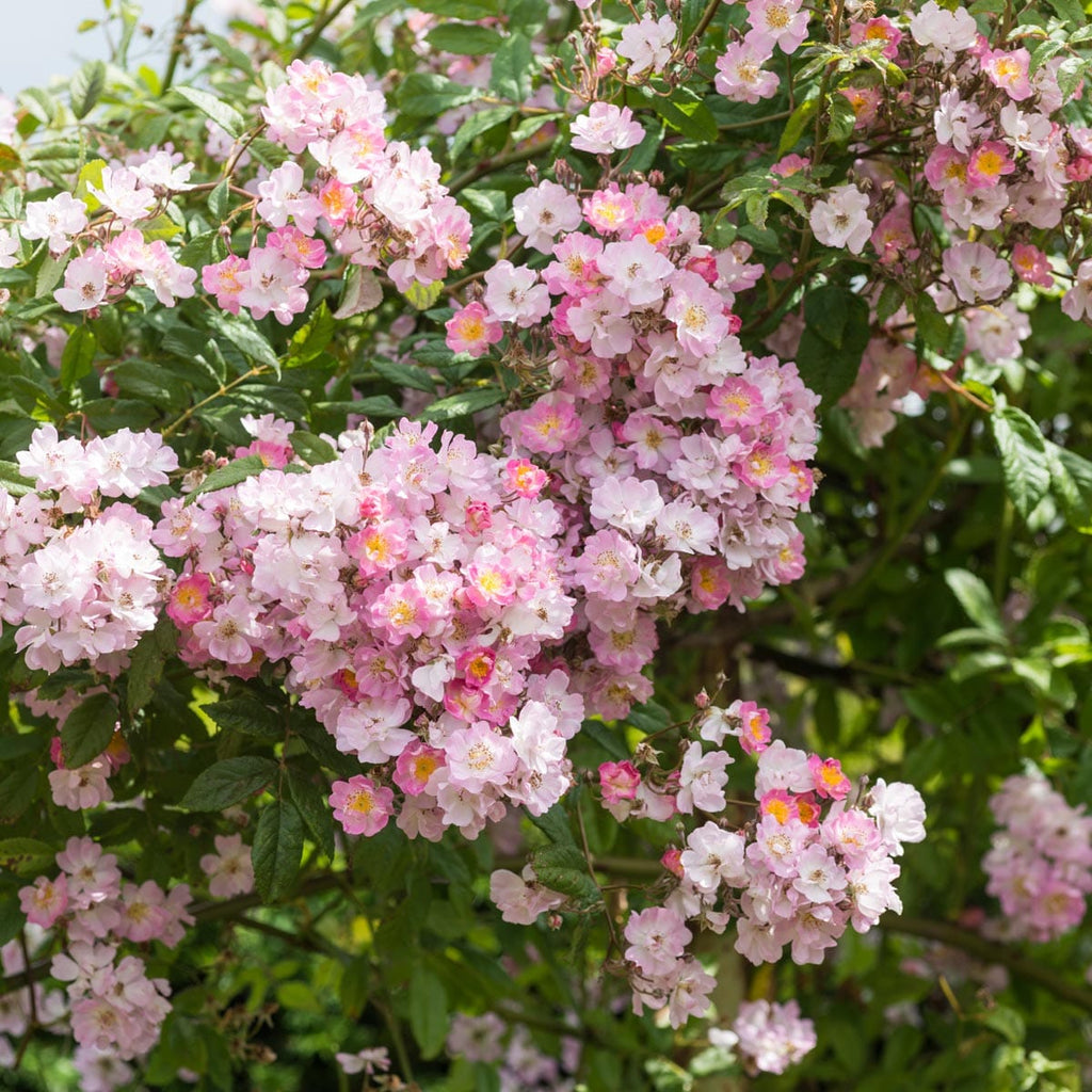 Euphrosyne | Rambling Rose | David Austin Roses