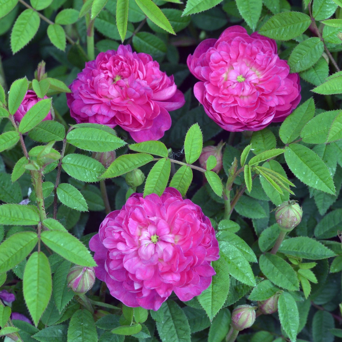 Burgundy Rose | Old Rose | David Austin Roses