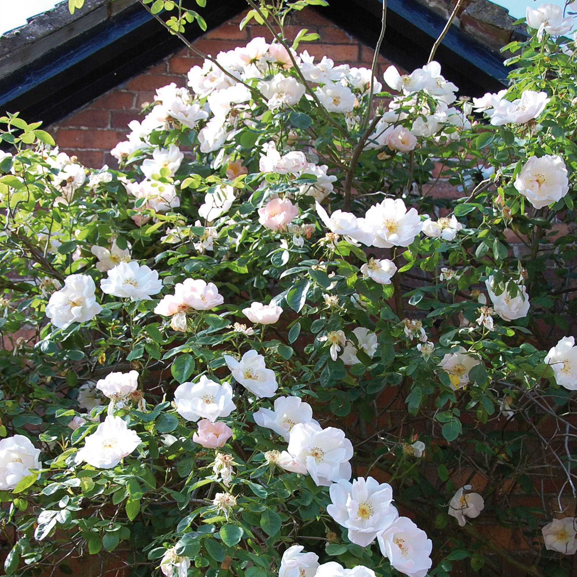 Shropshire Lass | English Climbing Rose | David Austin Roses