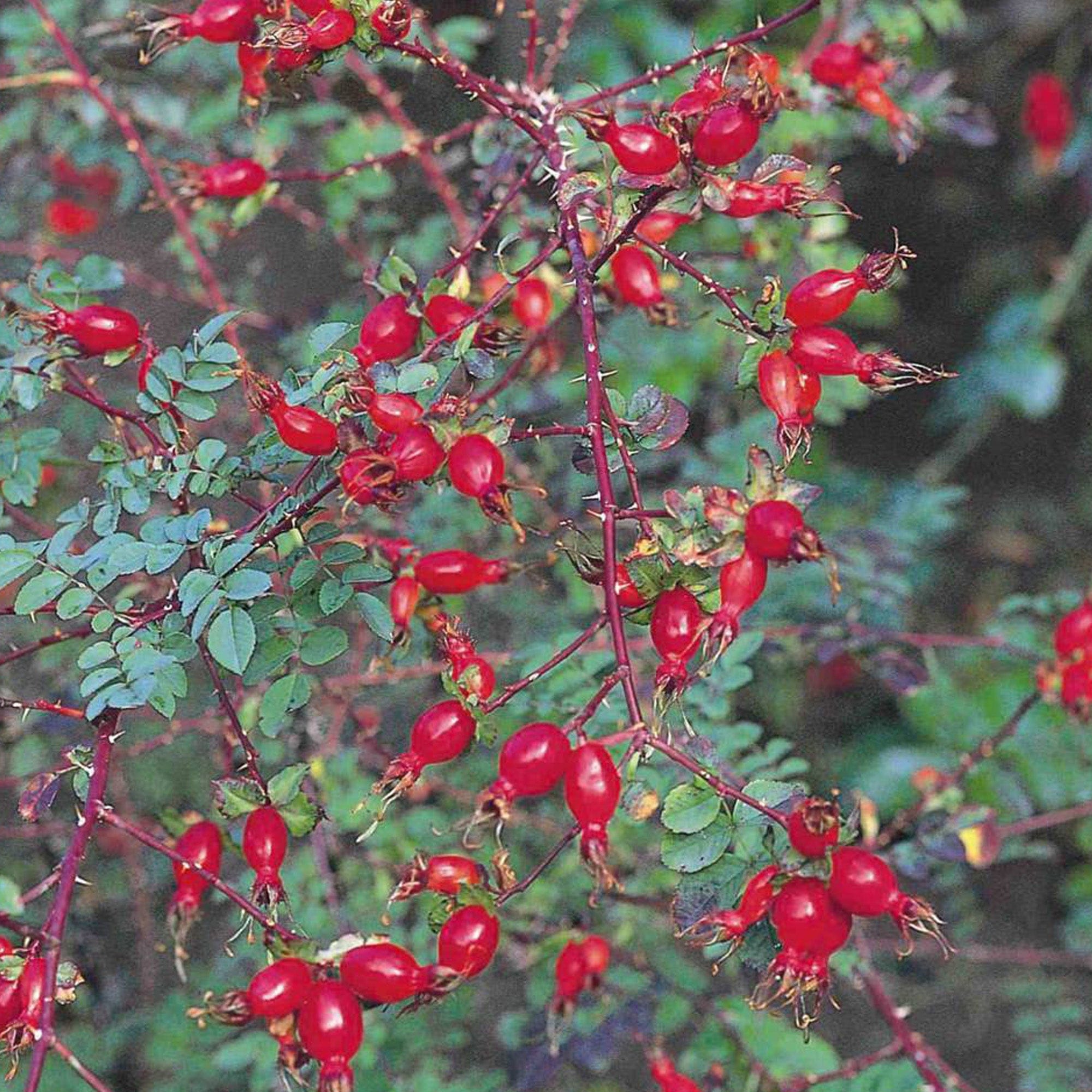 R. forrestiana | Wild Rose | David Austin Roses