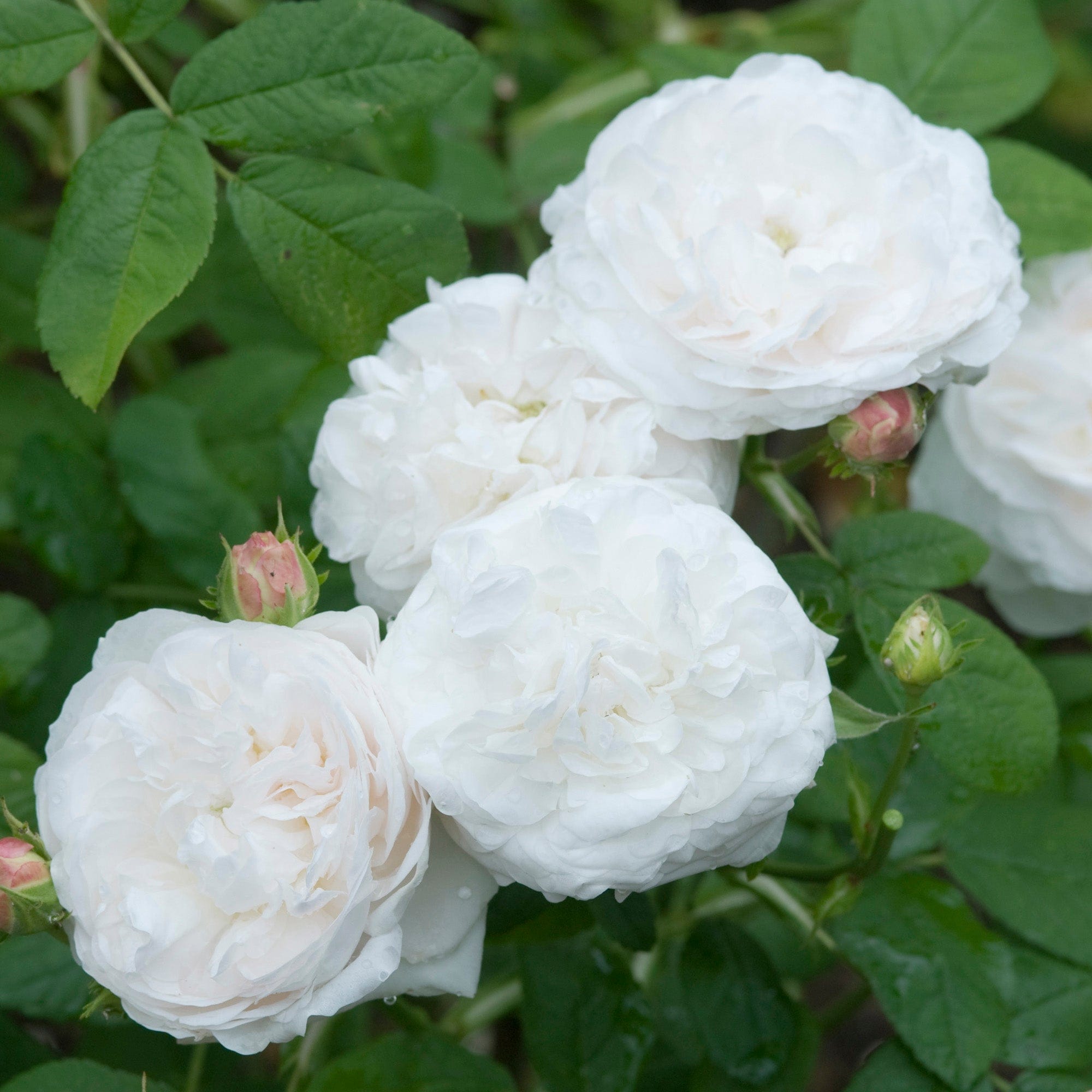 Mme. Zoetmans - Shop All Roses - Type