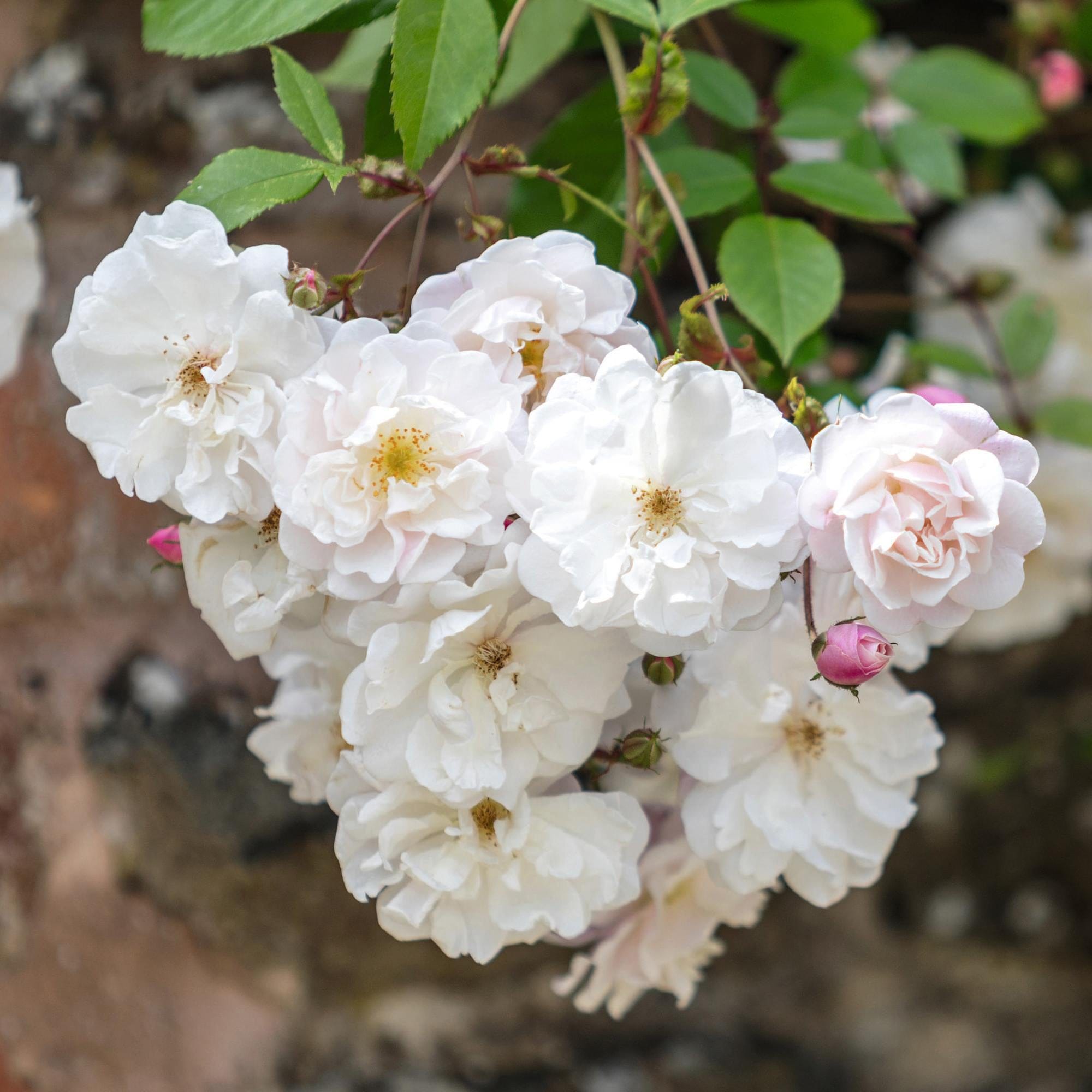 Adélaïde d'Orléans | Rambling Rose | David Austin Roses