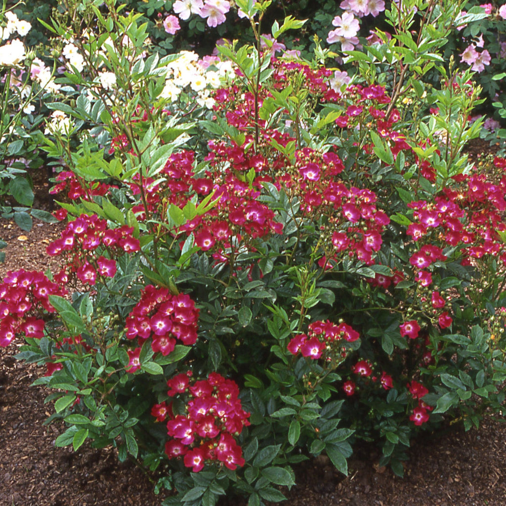 Marjorie Fair | Shrub Rose | David Austin Roses