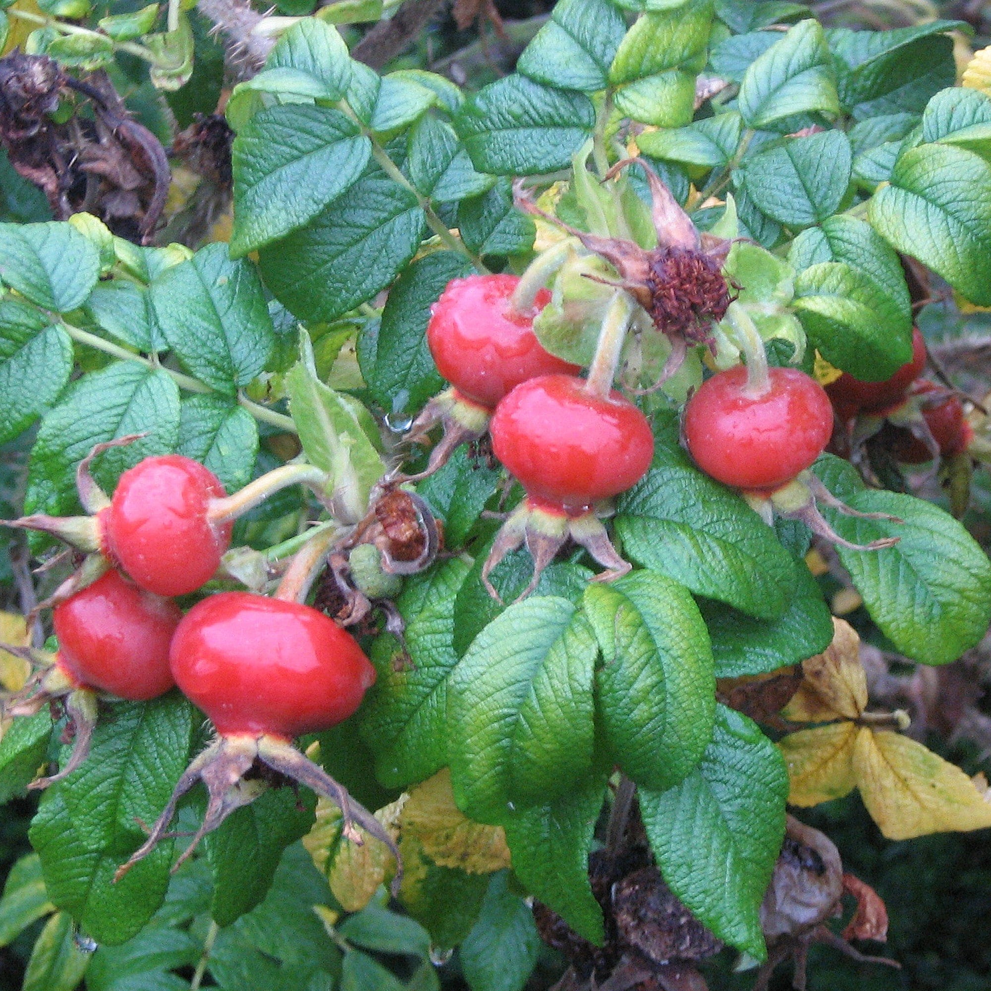 Hansa | Rugosa Rose | David Austin Roses