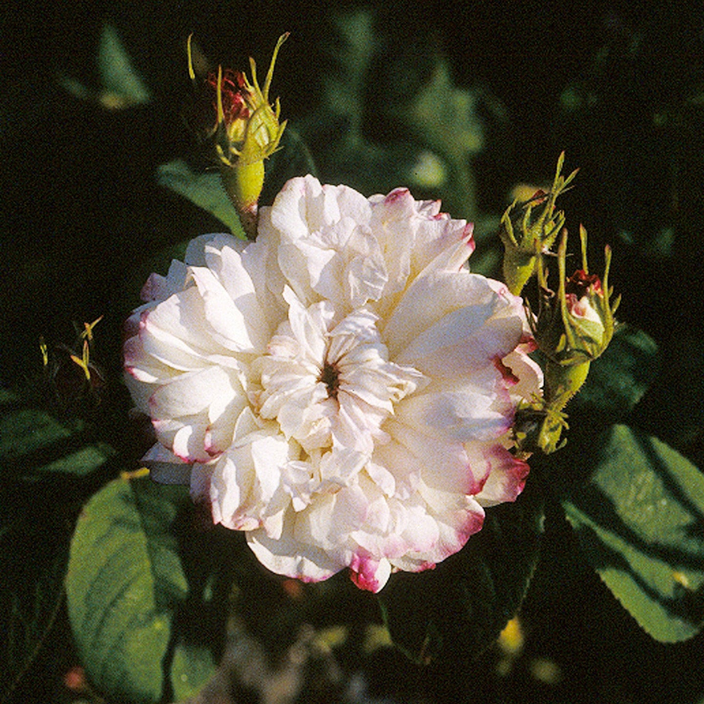 Cramoisi Picoté | Old Rose | David Austin Roses