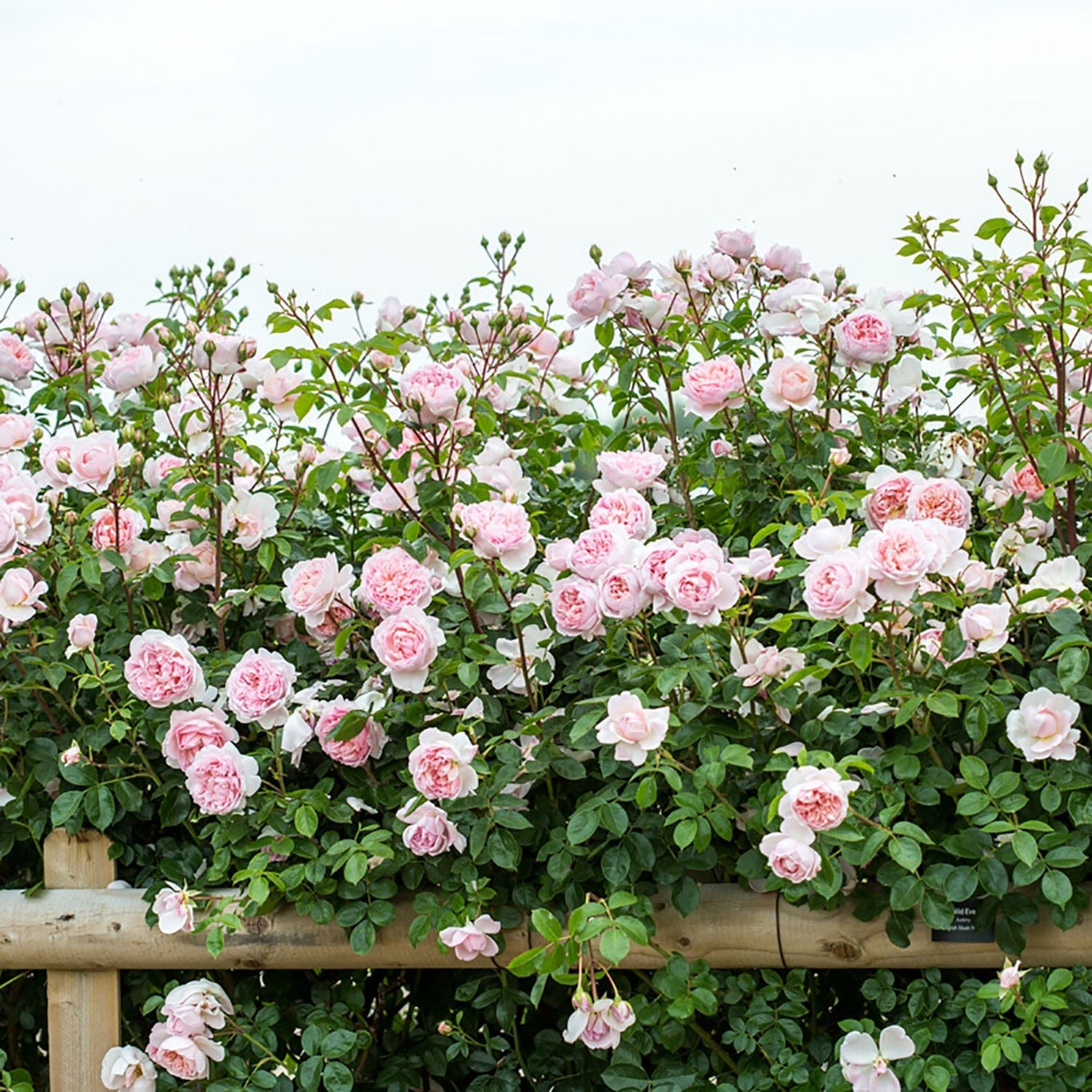 Wildeve | English Shrub Rose | David Austin Roses